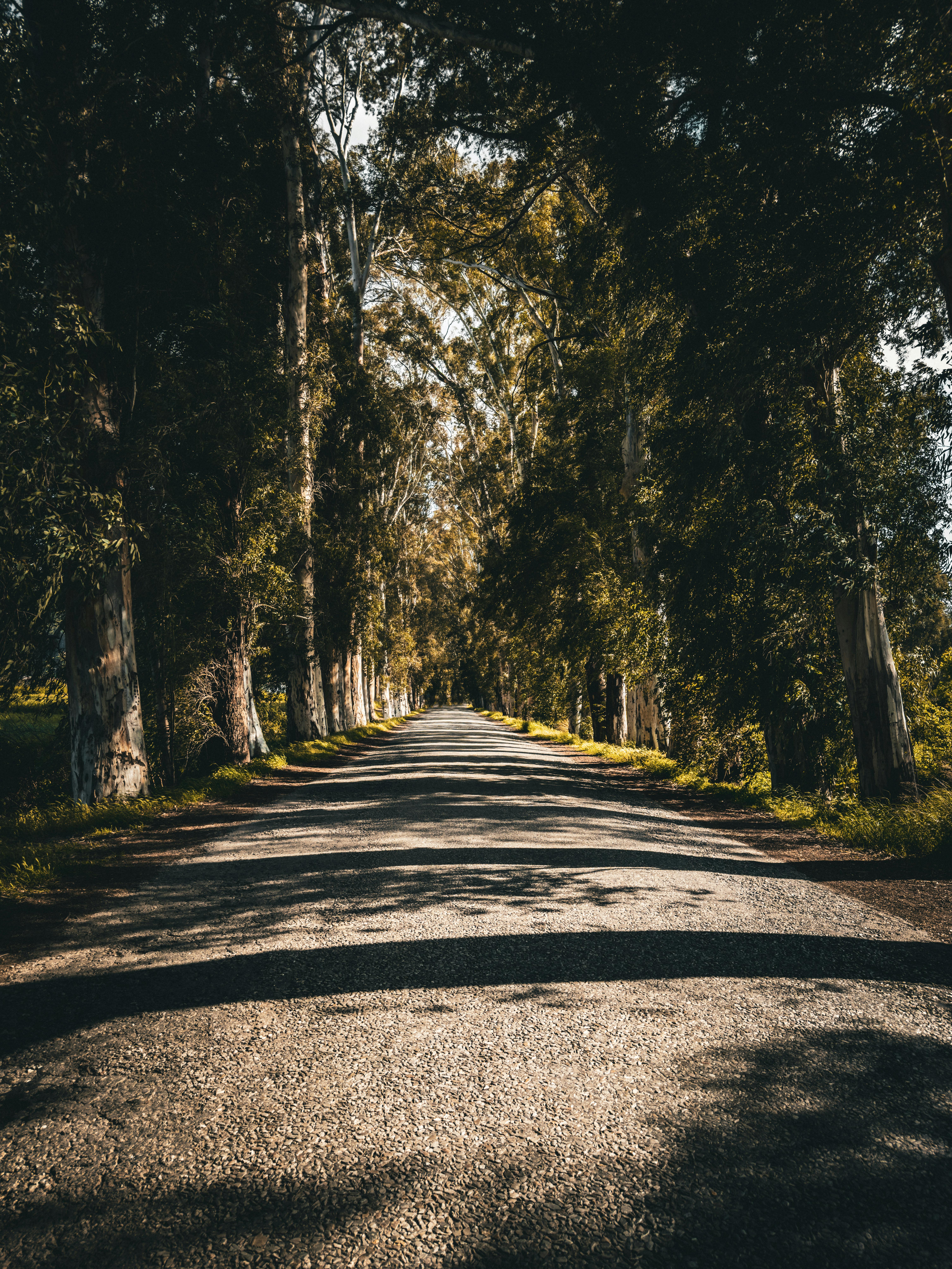 Scenic Tree-Lined Road in Sunlit Forest Pathway · Free Stock Photo