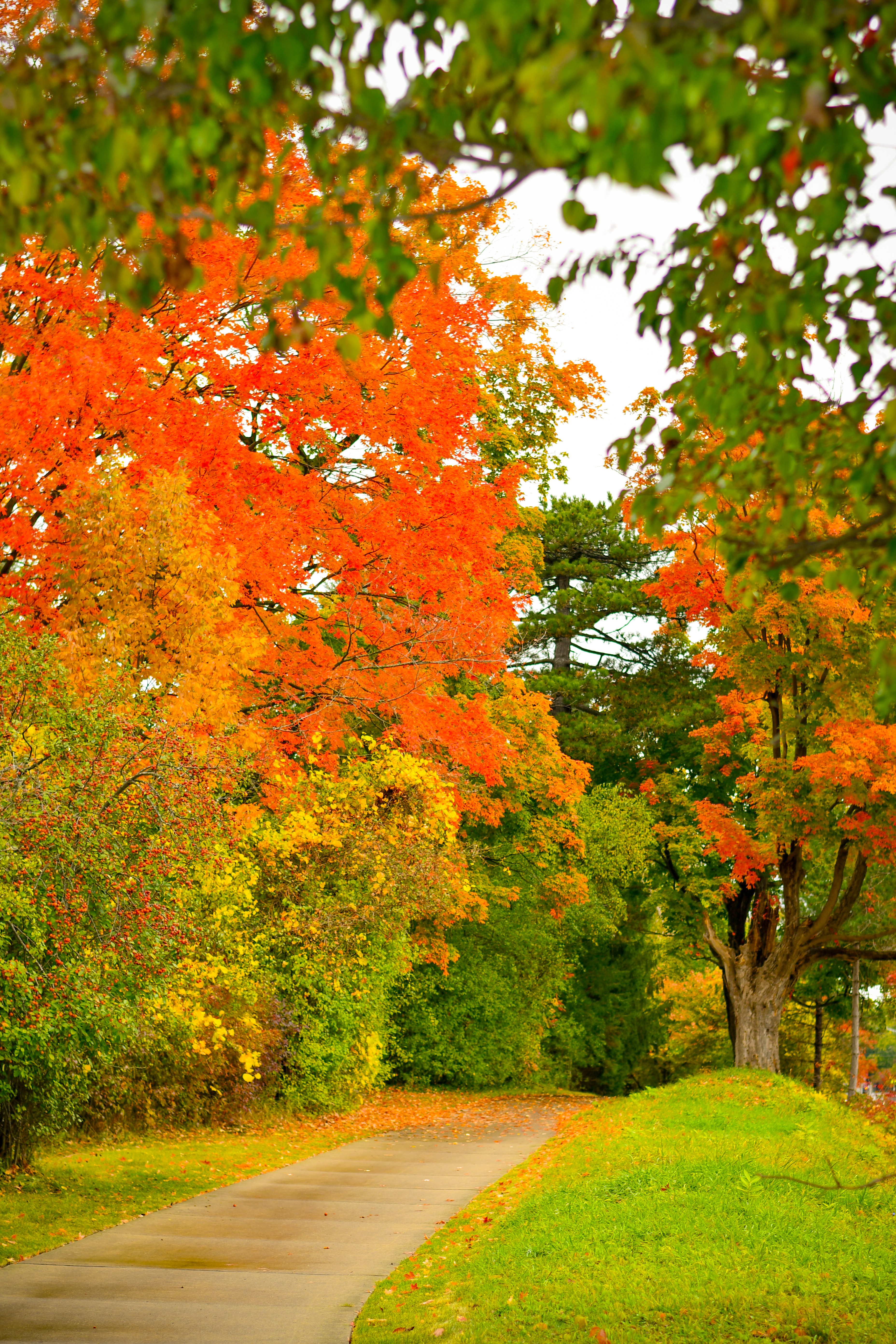 Scenic Autumn Pathway with Vibrant Fall Foliage · Free Stock Photo