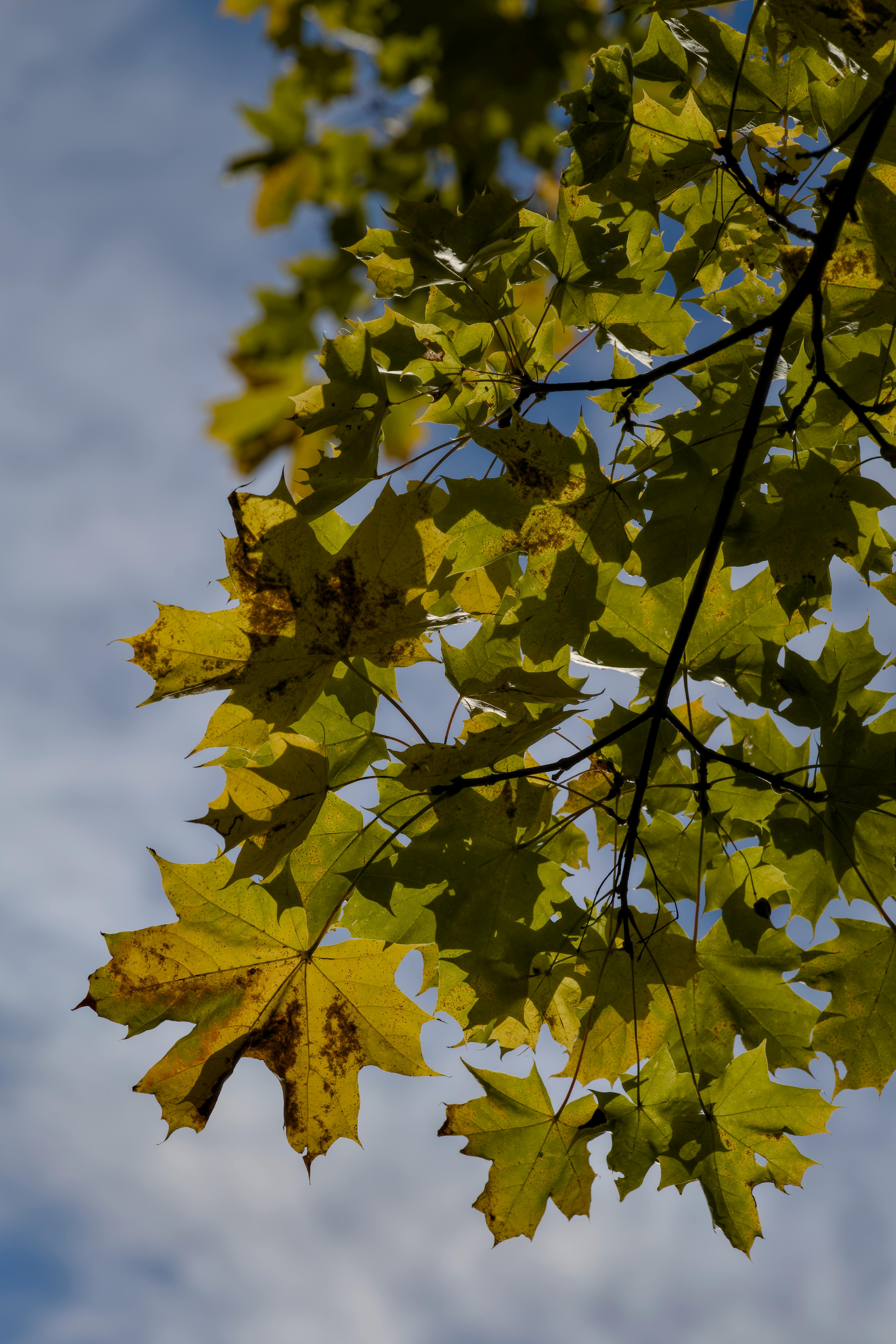 Maple Leaf Forest Photos, Download The BEST Free Maple Leaf Forest ...