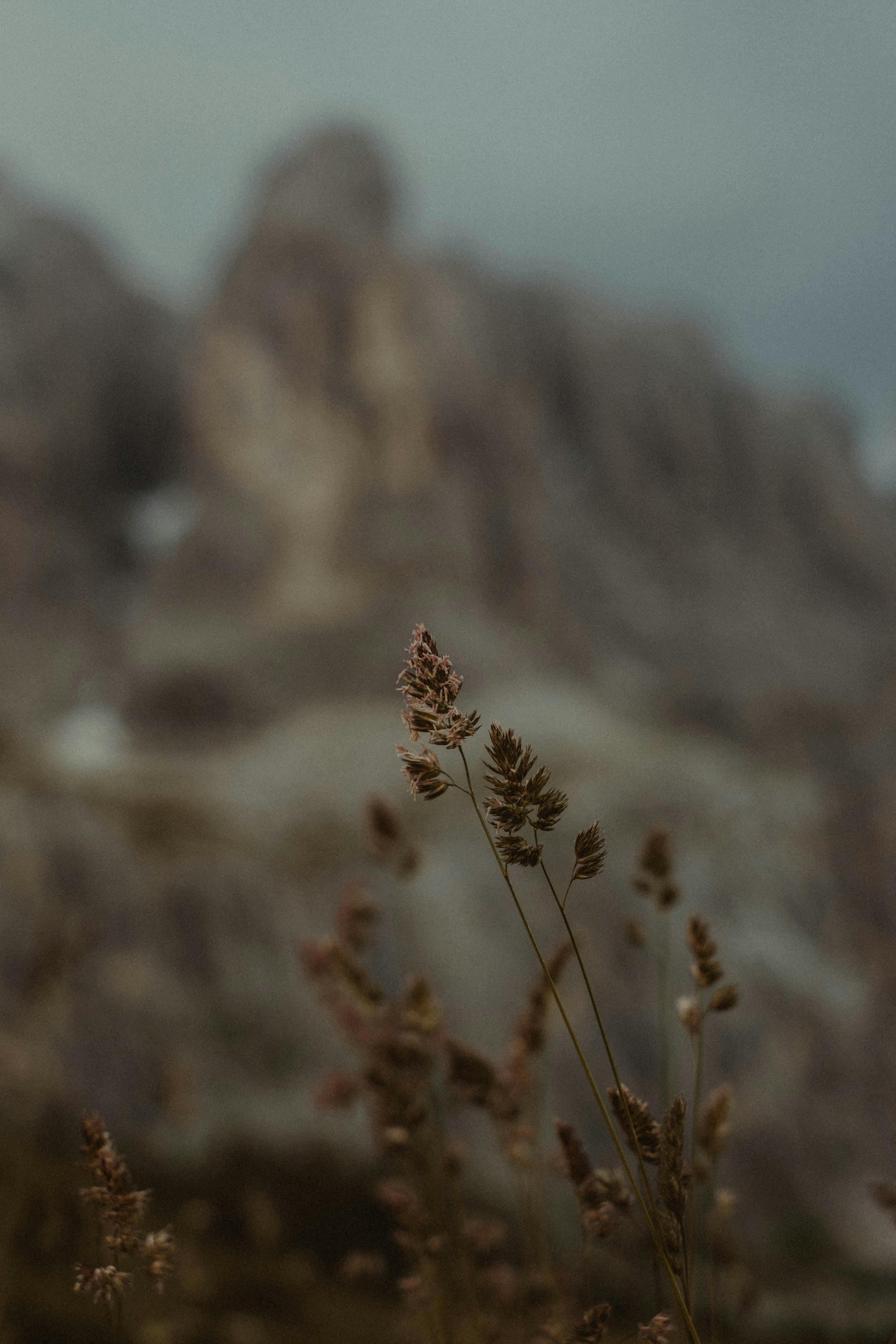 Juncos Altos Photos, Download The BEST Free Juncos Altos Stock Photos ...