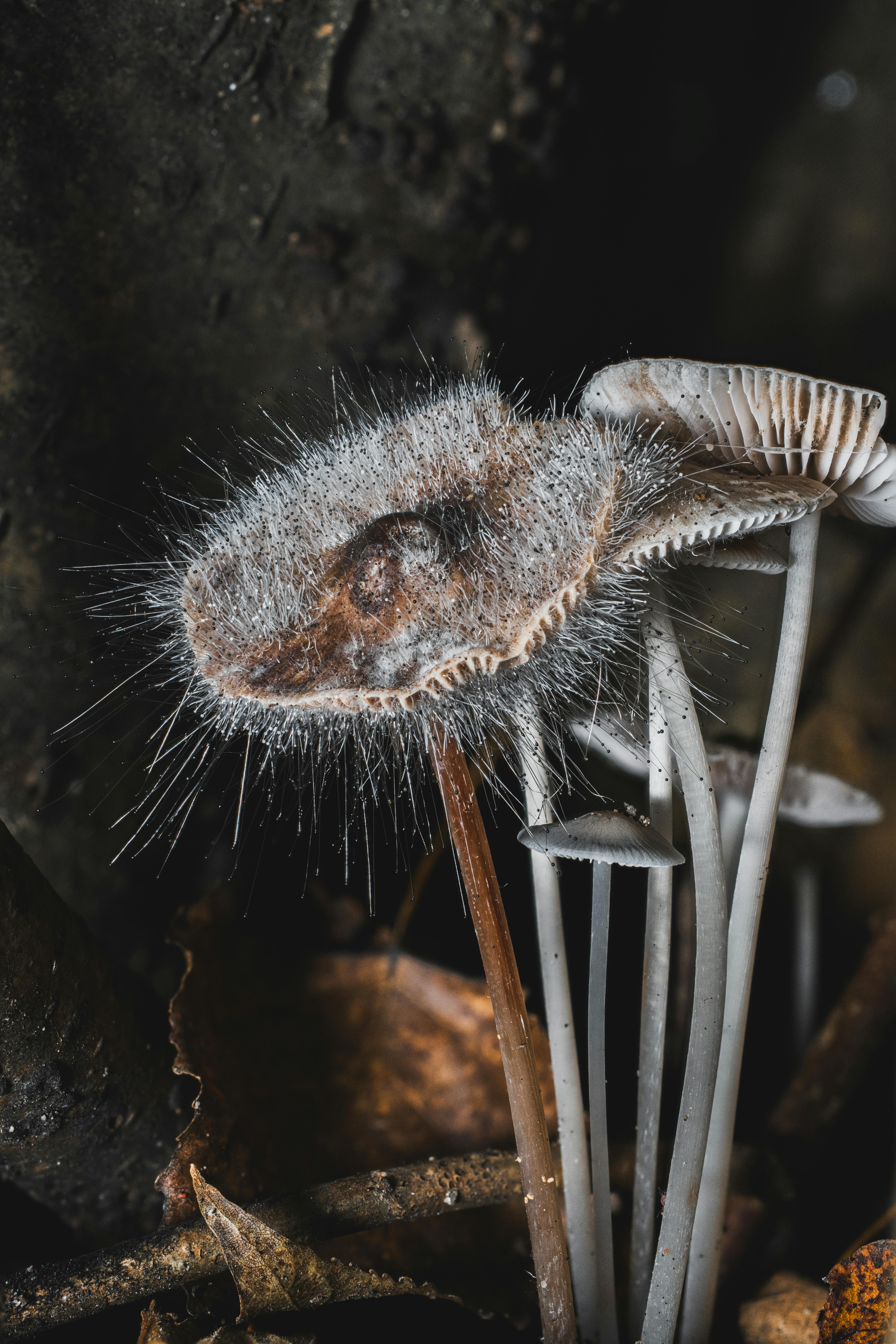 Close-Up of Fuzzy Forest Mushrooms in Detail · Free Stock Photo