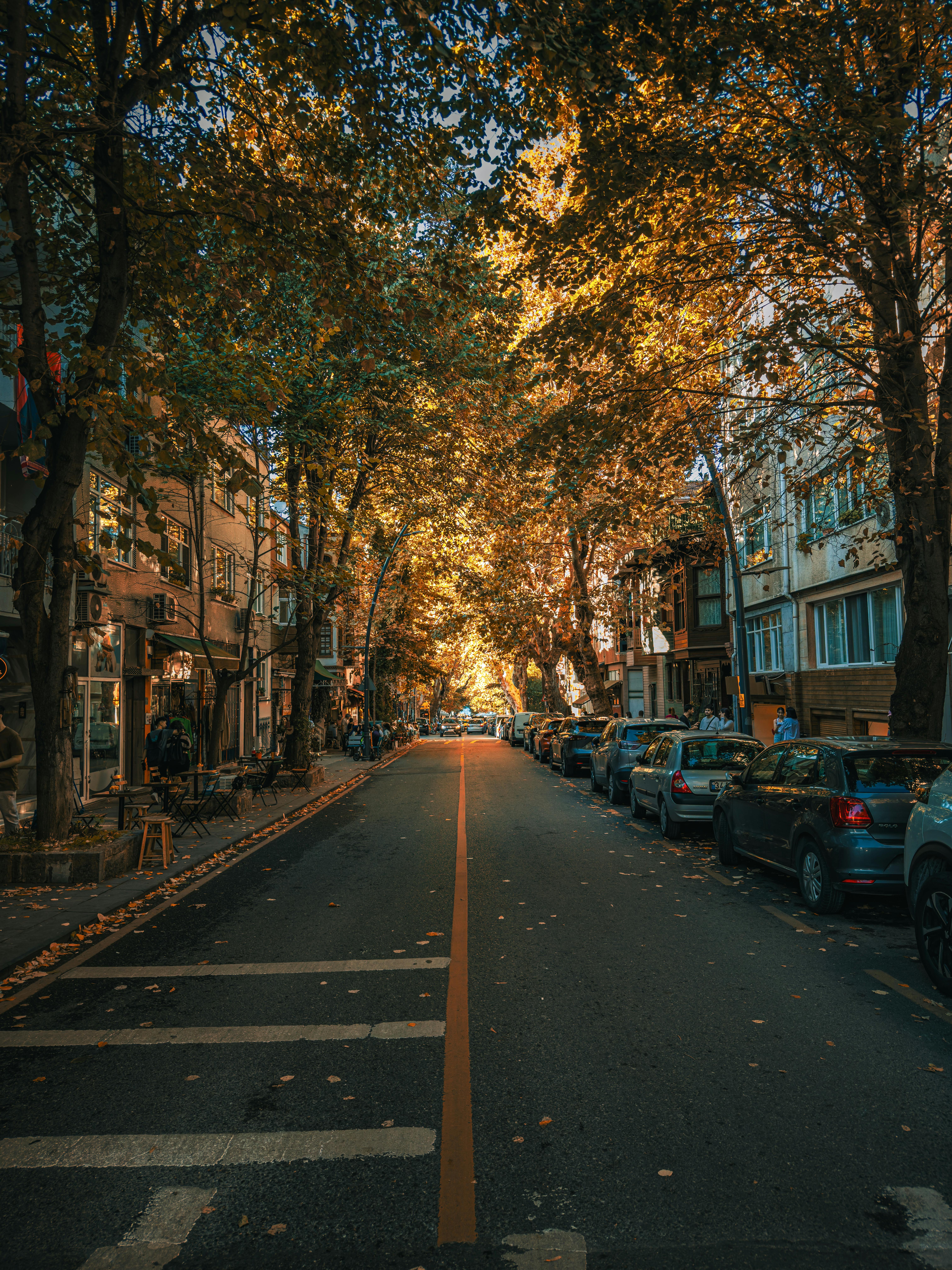 Quiet Urban Street Lined with Autumn Trees · Free Stock Photo