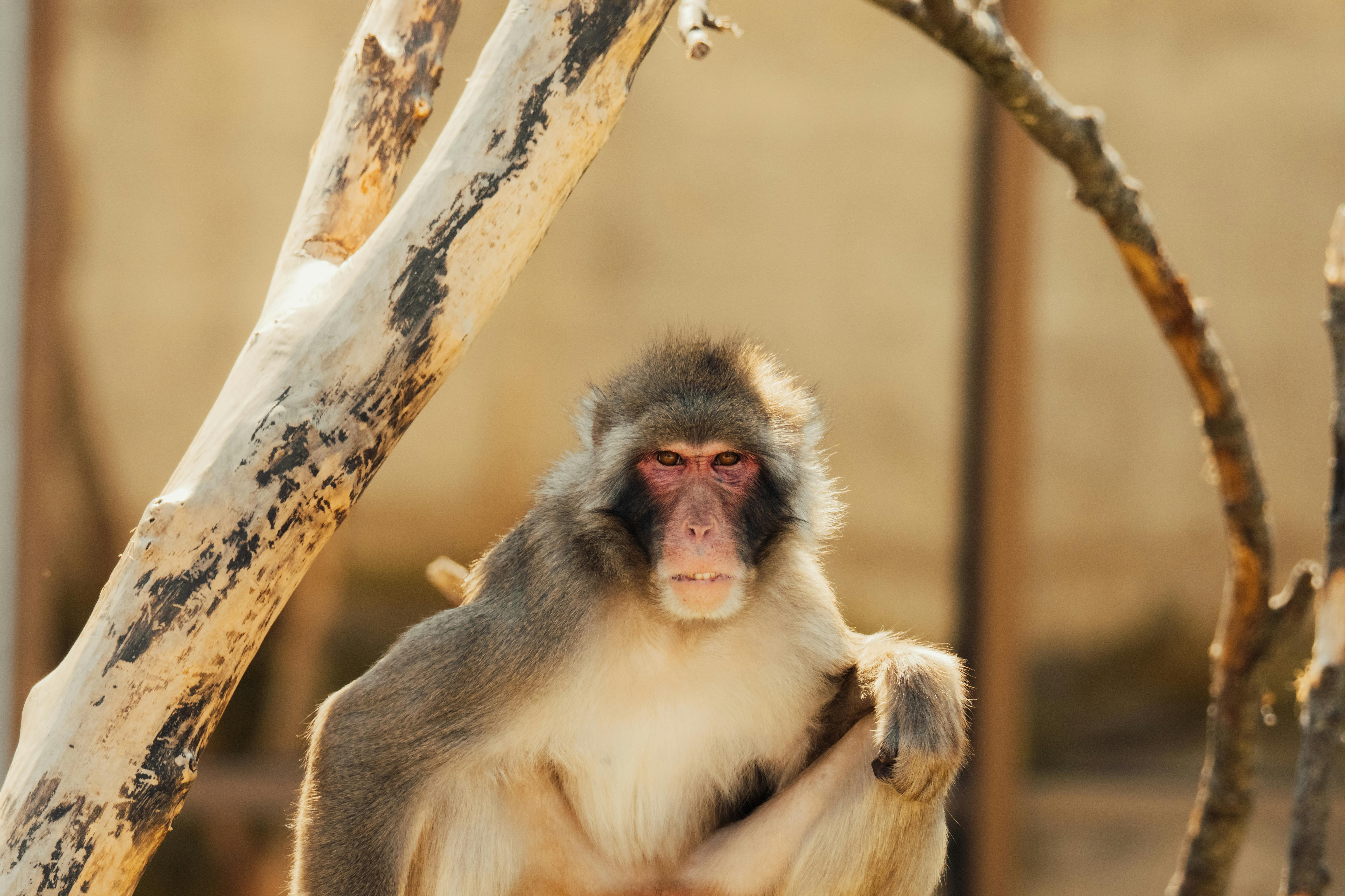 60.000+ melhores imagens de 4k Wallpaper Macaca · Download 100% grátis · Fotos profissionais do ...