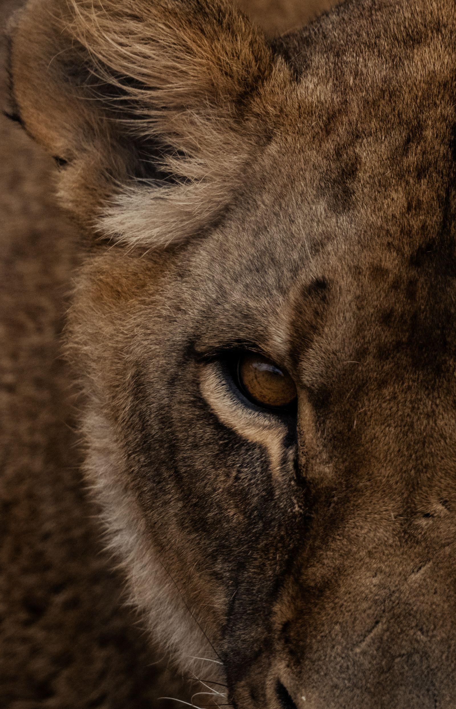 32k Wallpaper Lion Photos, Download The BEST Free 32k Wallpaper Lion ...