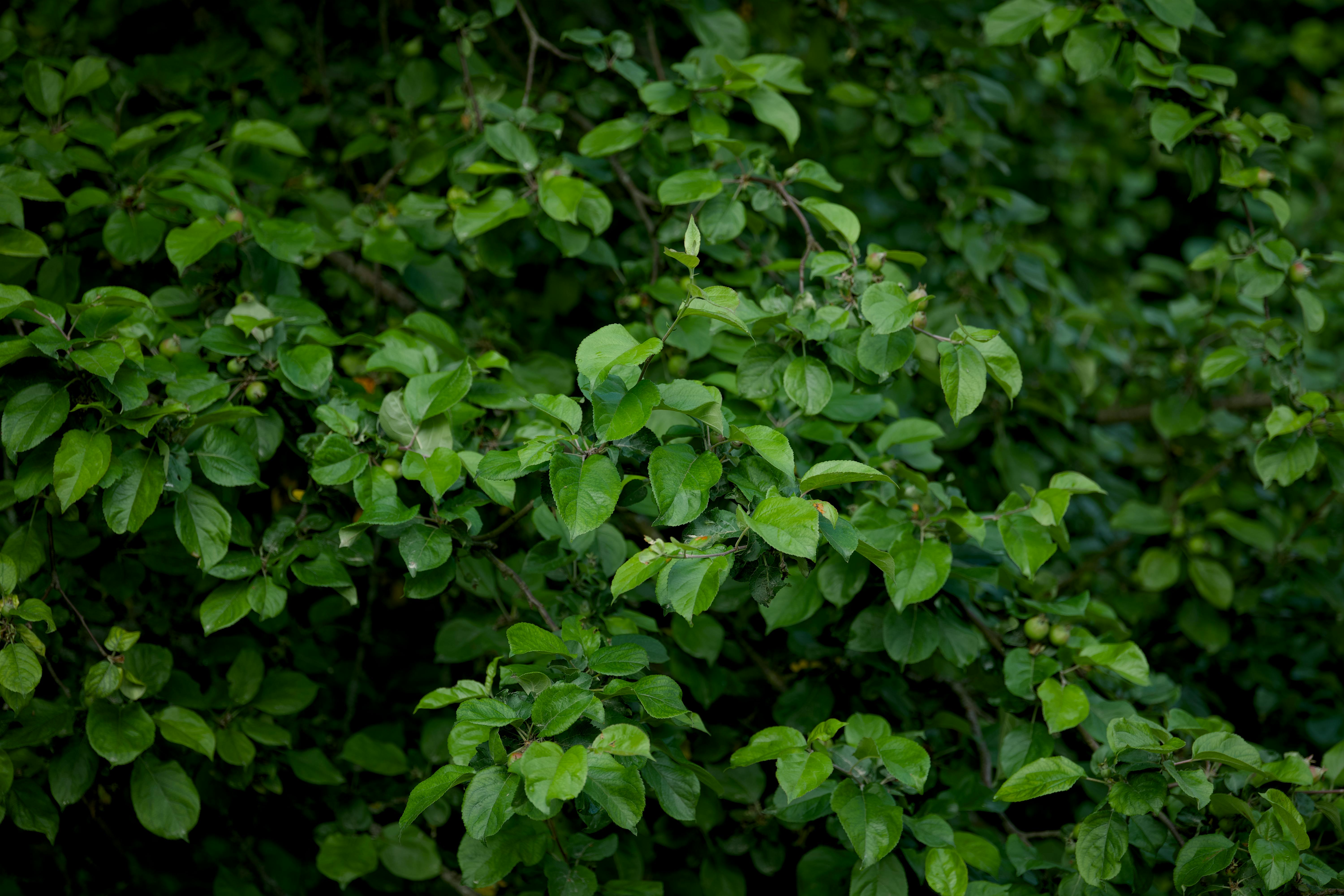 Lush Green Apple Tree Leaves Background · Free Stock Photo