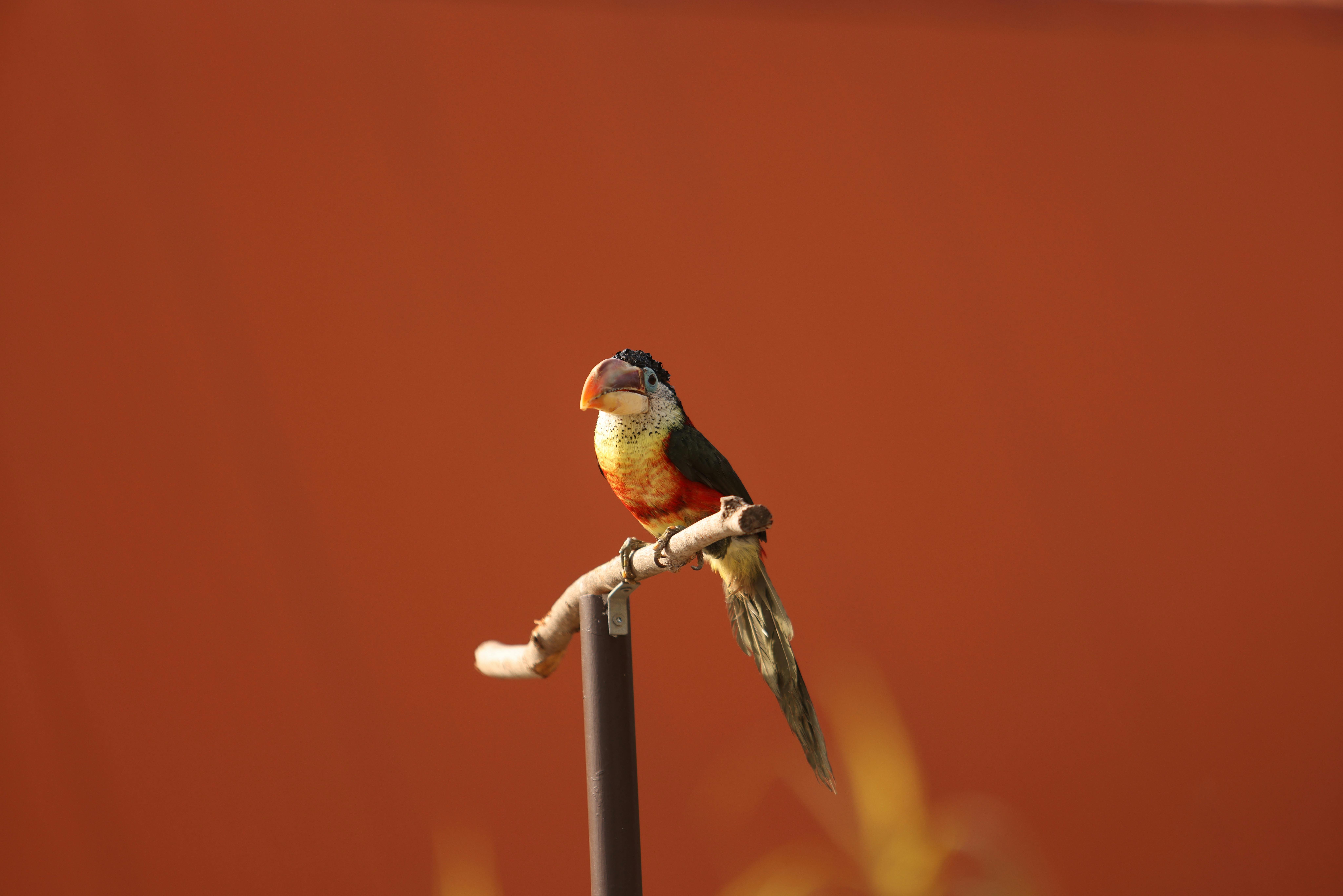 Colorful Parrot Resting on a Perch · Free Stock Photo