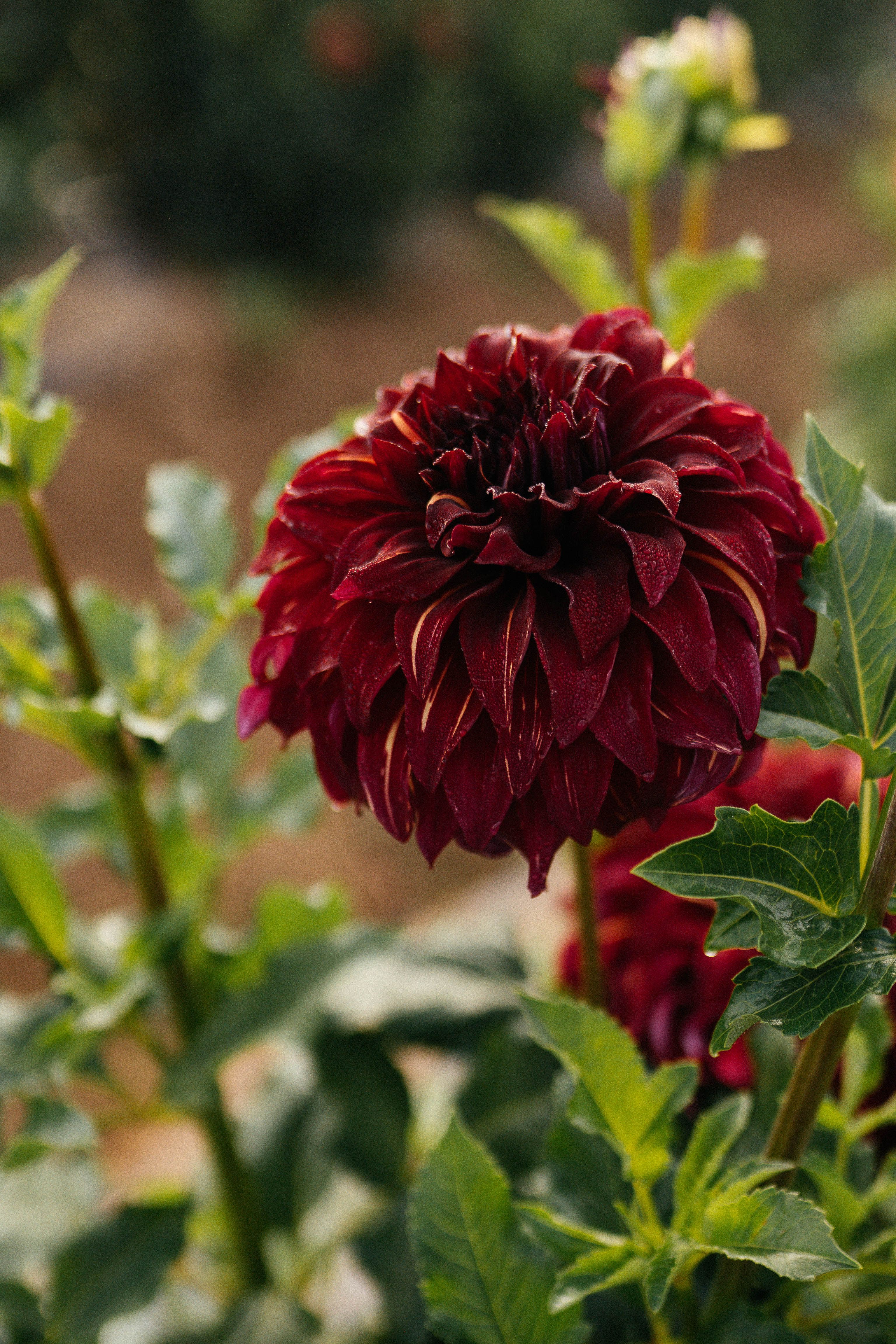 Close-up of a Beautiful Deep Red Dahlia Flower in Bloom · Free Stock Photo