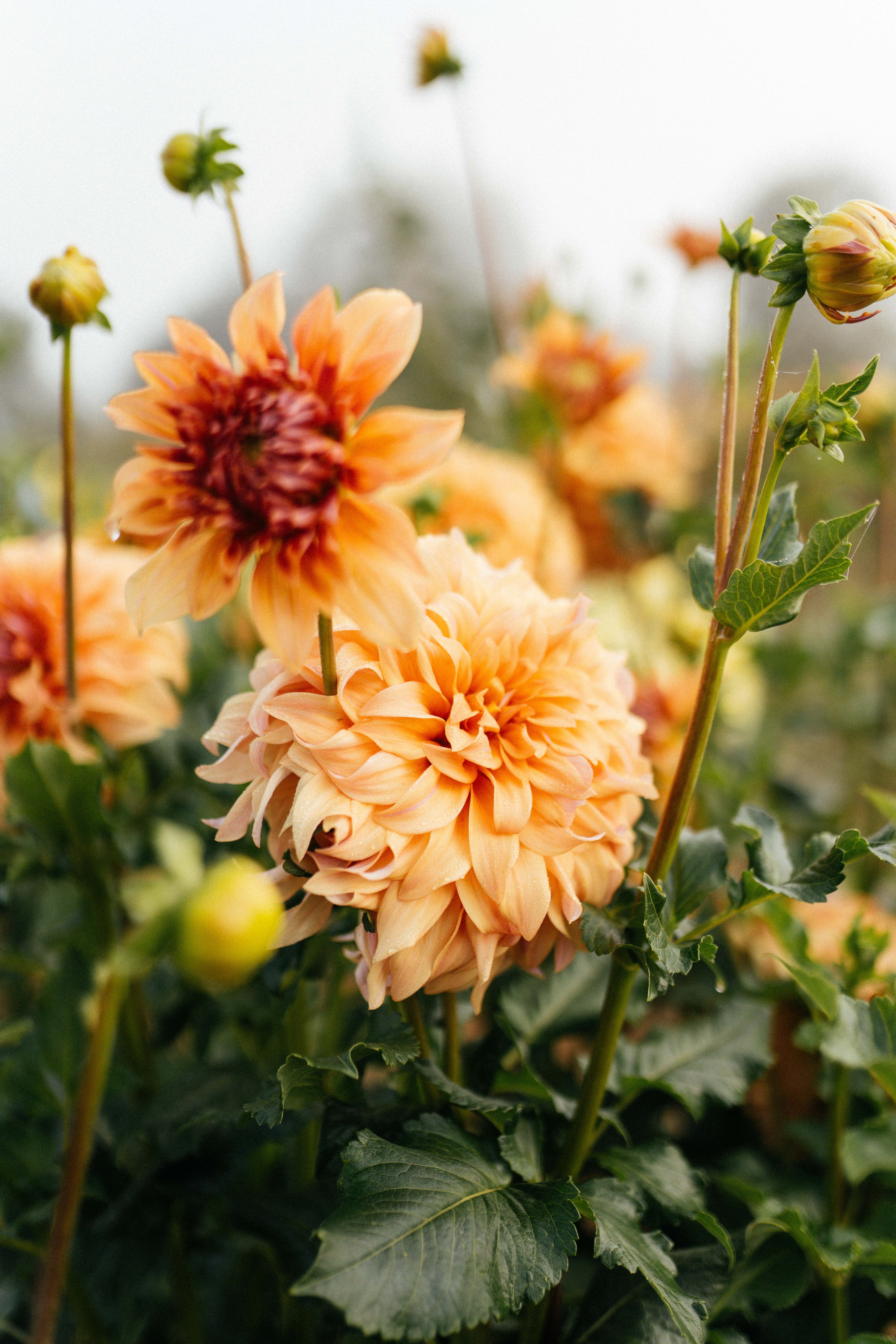 Vibrant Orange Dahlias Blooming in a Garden · Free Stock Photo