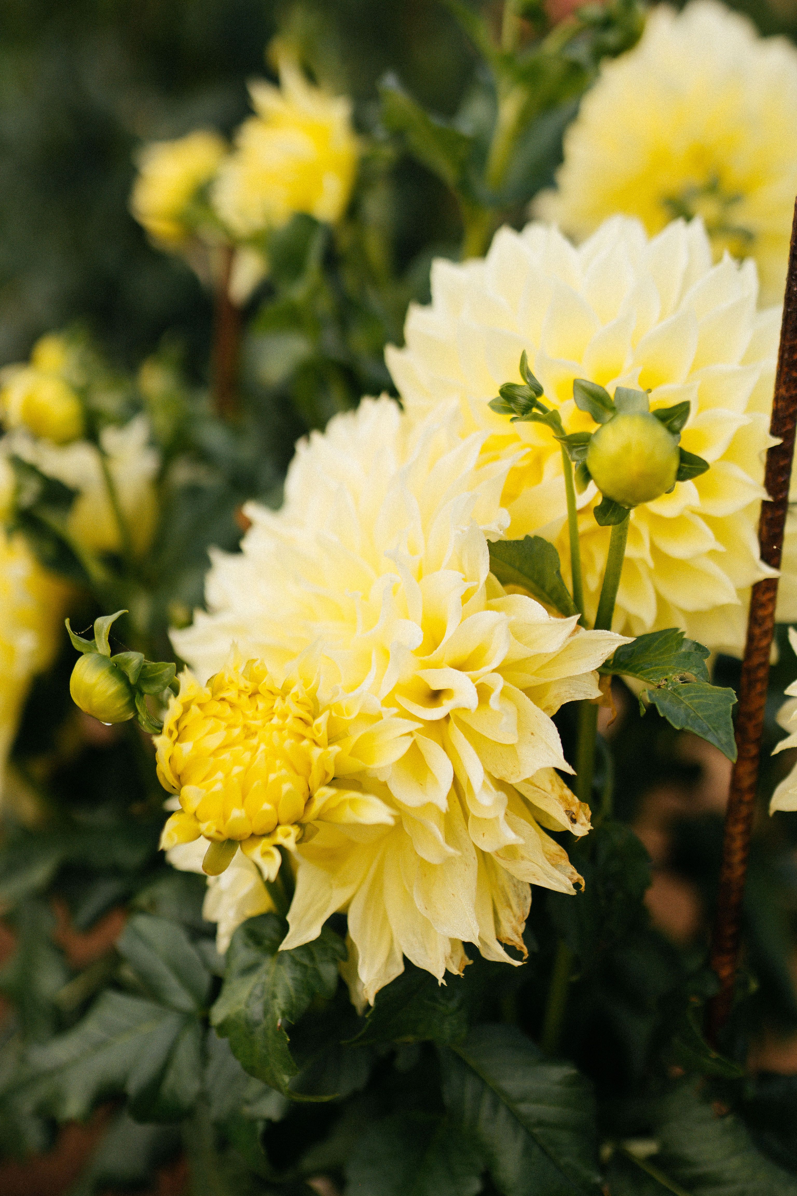 Bright Yellow Dahlias Blooming in a Garden · Free Stock Photo