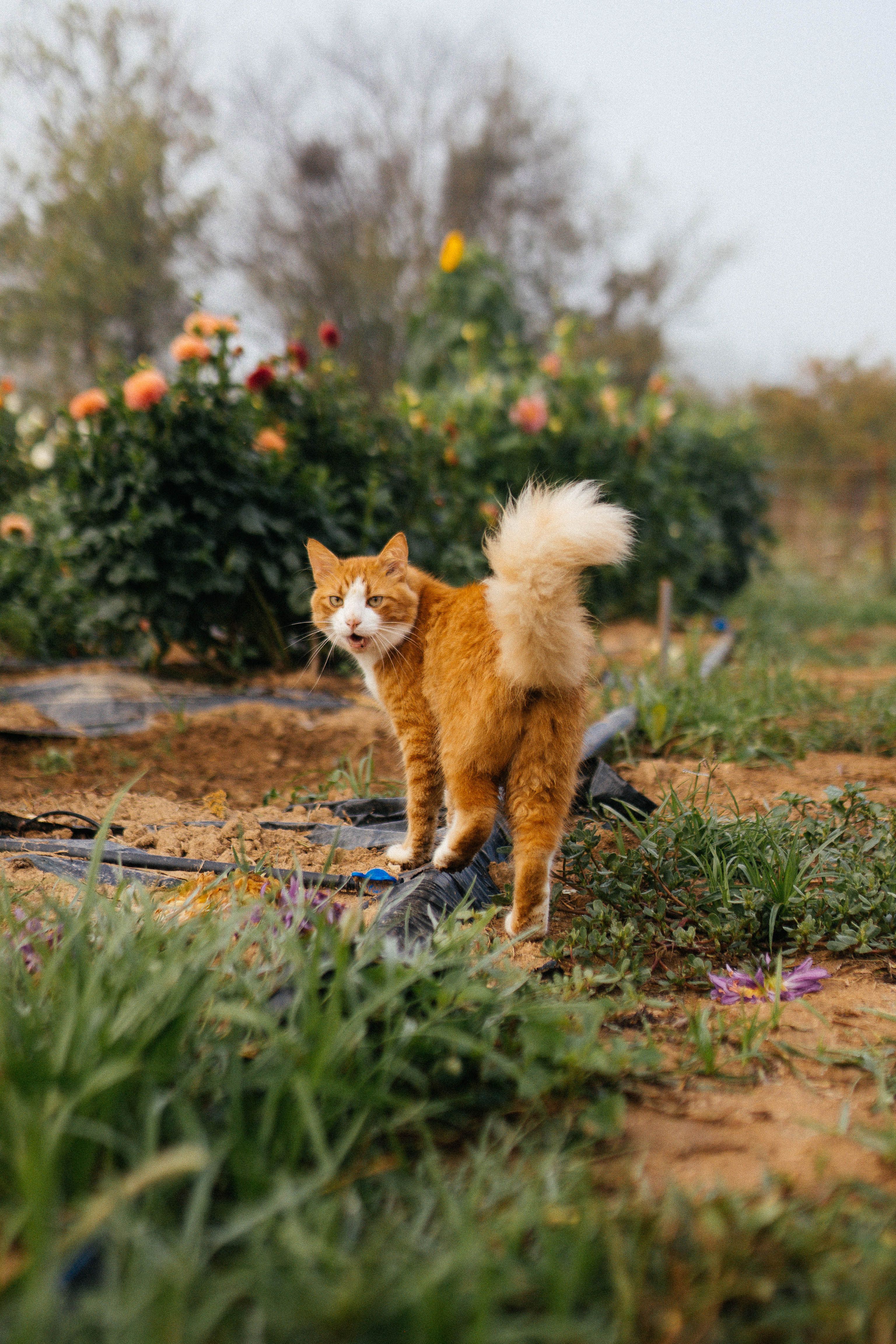 Ginger Cat in Lush Garden Setting · Free Stock Photo