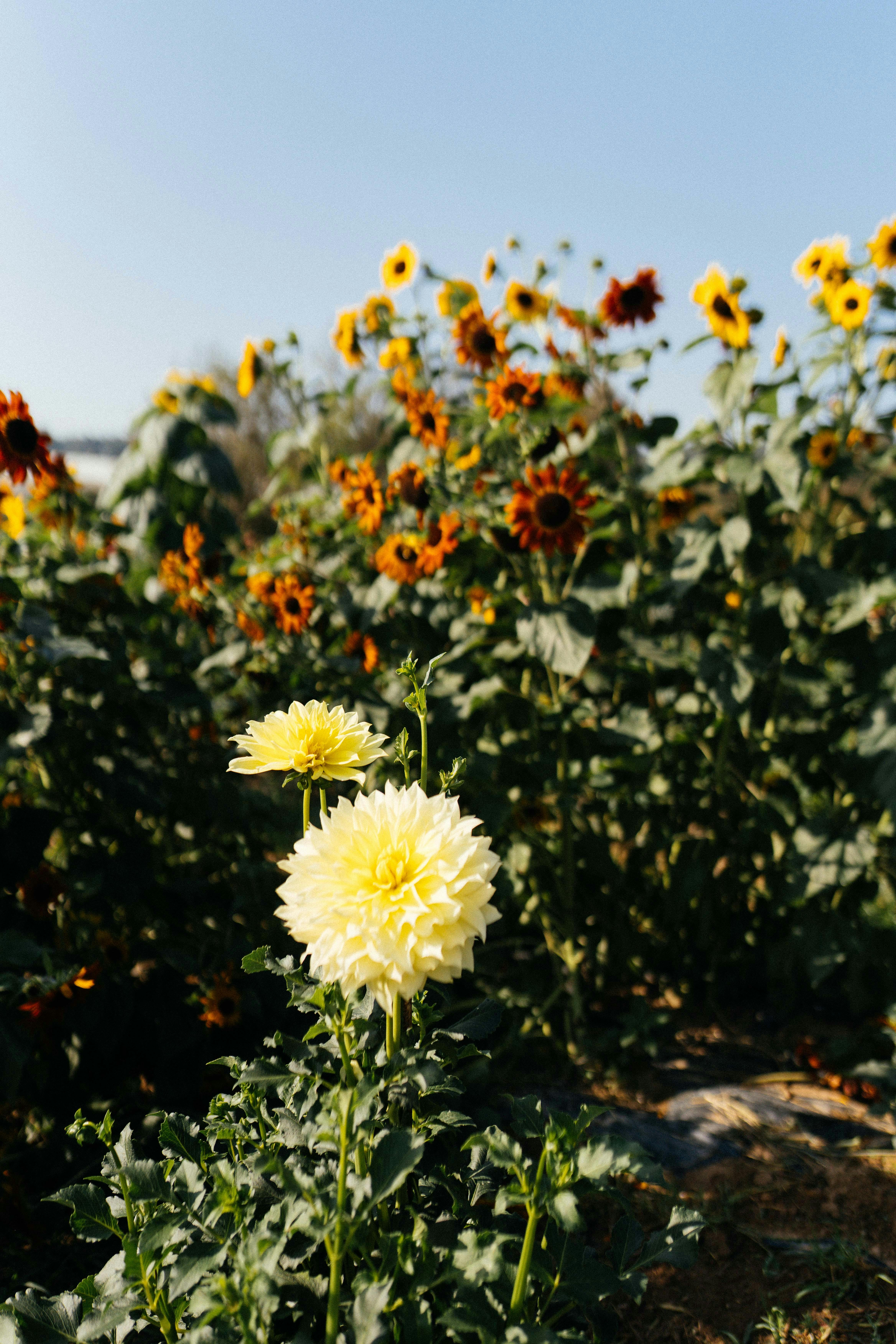 Sunlit Yellow Dahlias in Vibrant Field Setting · Free Stock Photo