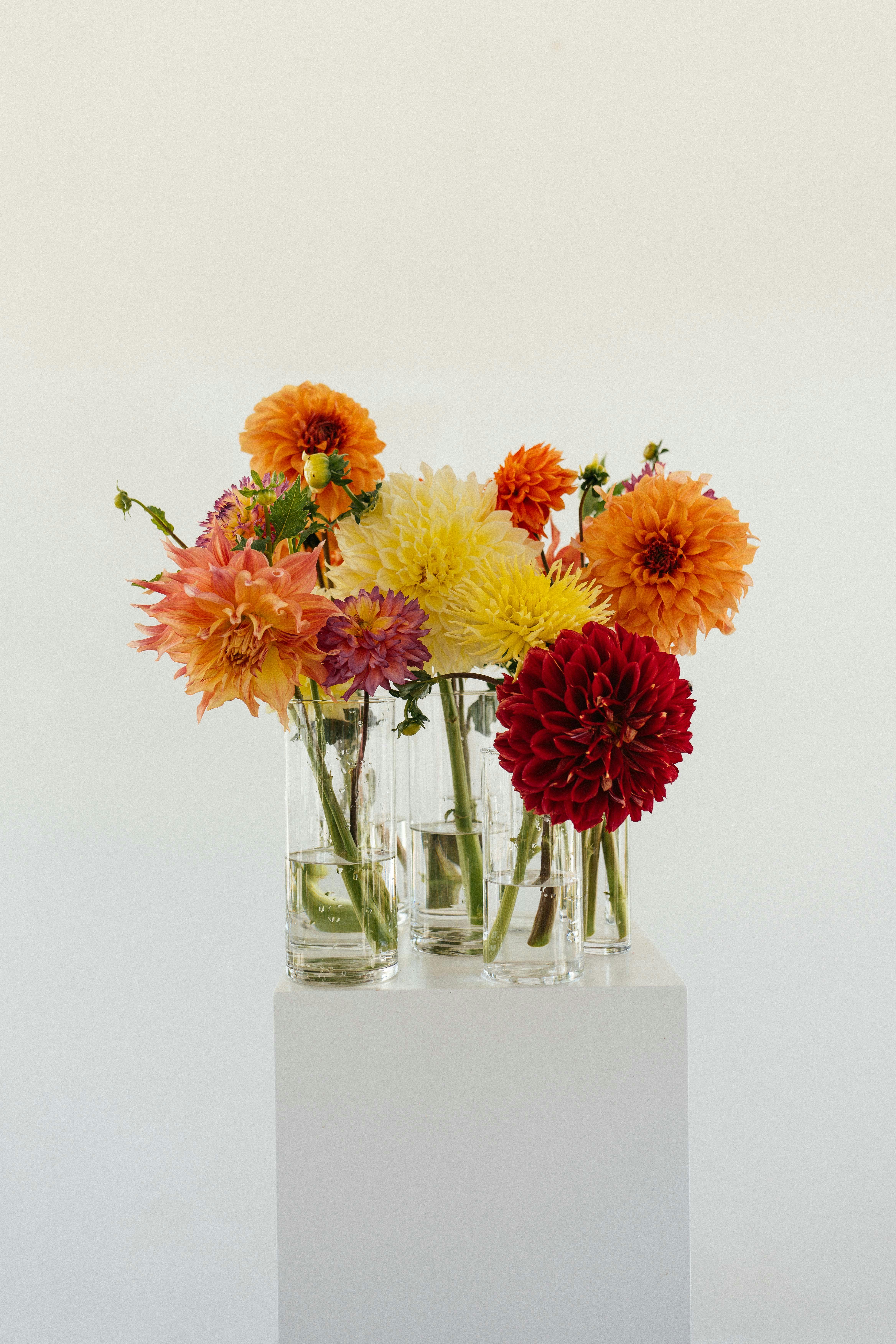 Photo gratuite de affichage de fleurs, amoureux de la nature, amoureux ...