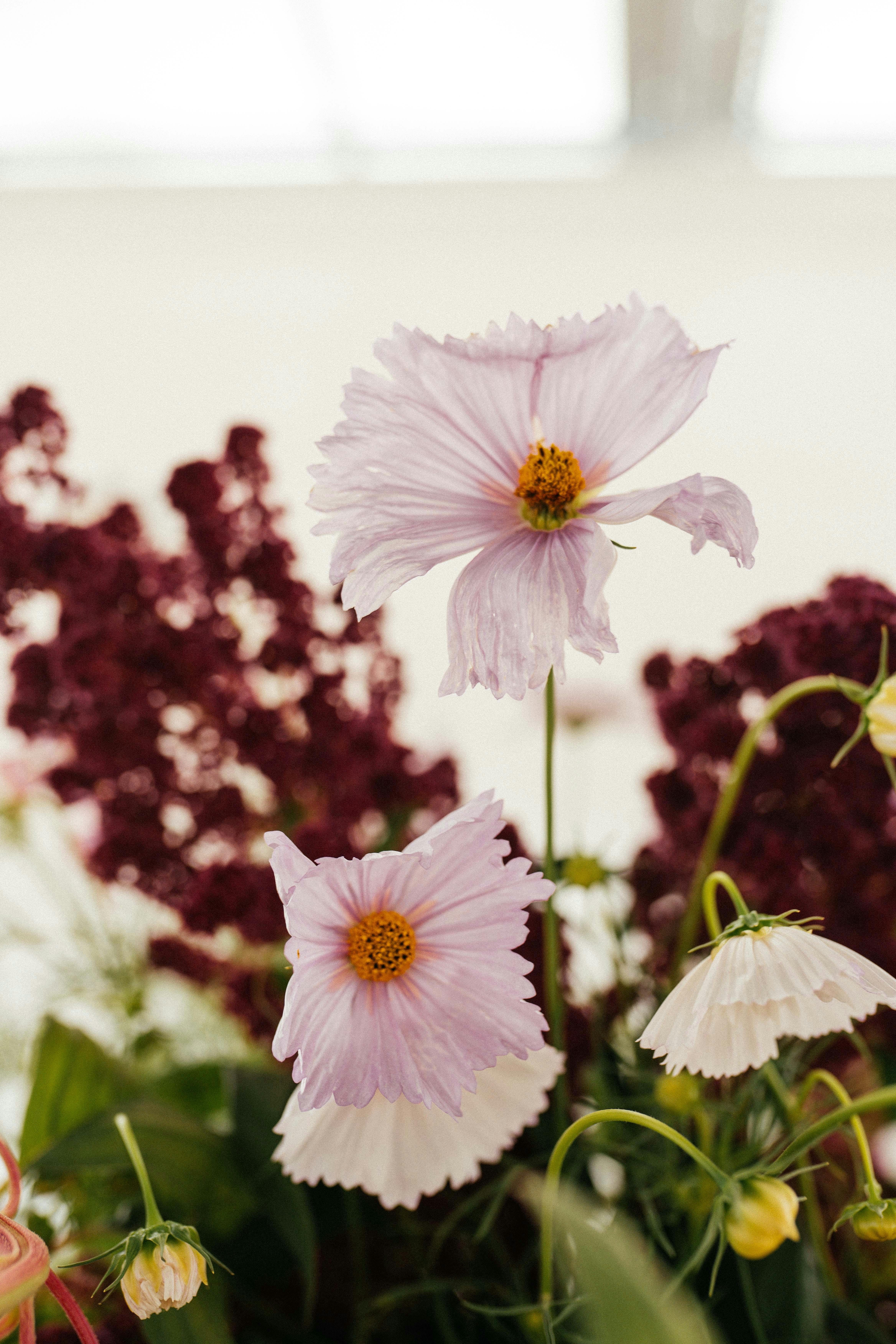 Delicate Pink Cosmos Flowers in Bloom Indoors · Free Stock Photo