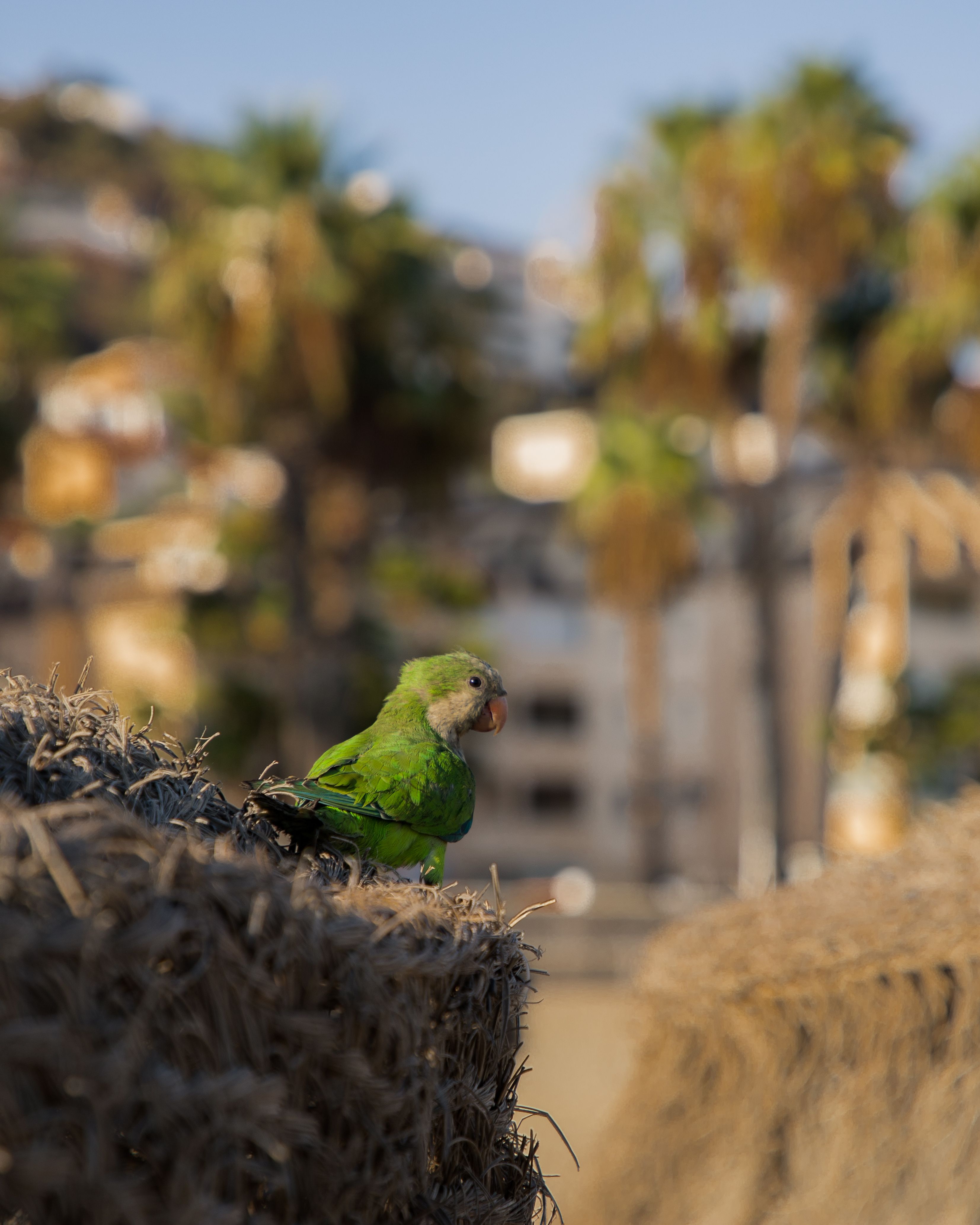 Parrot Landscape Photos, Download The BEST Free Parrot Landscape Stock ...