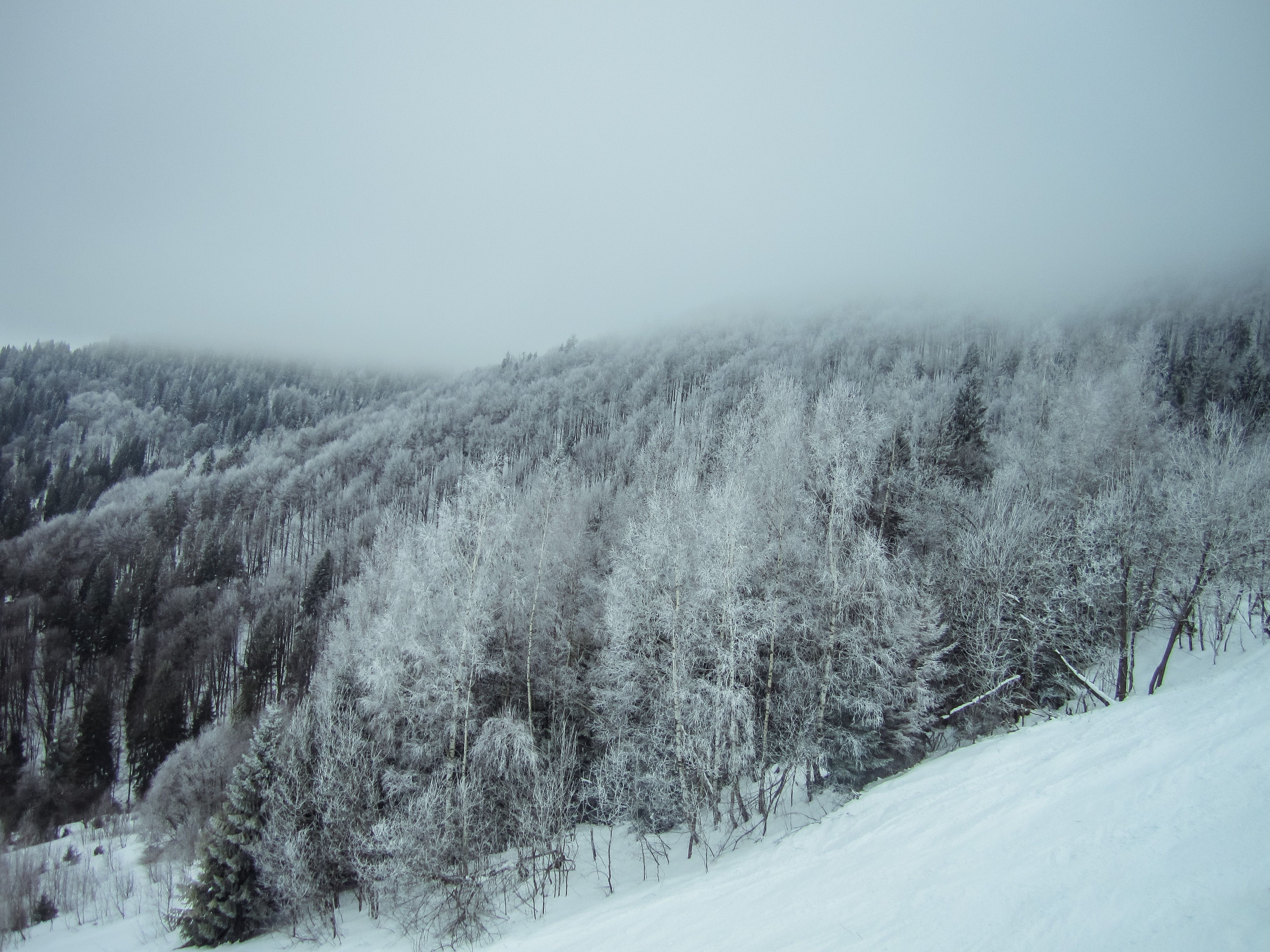 Snowy Carpathian Winter Landscape in Ukraine · Free Stock Photo