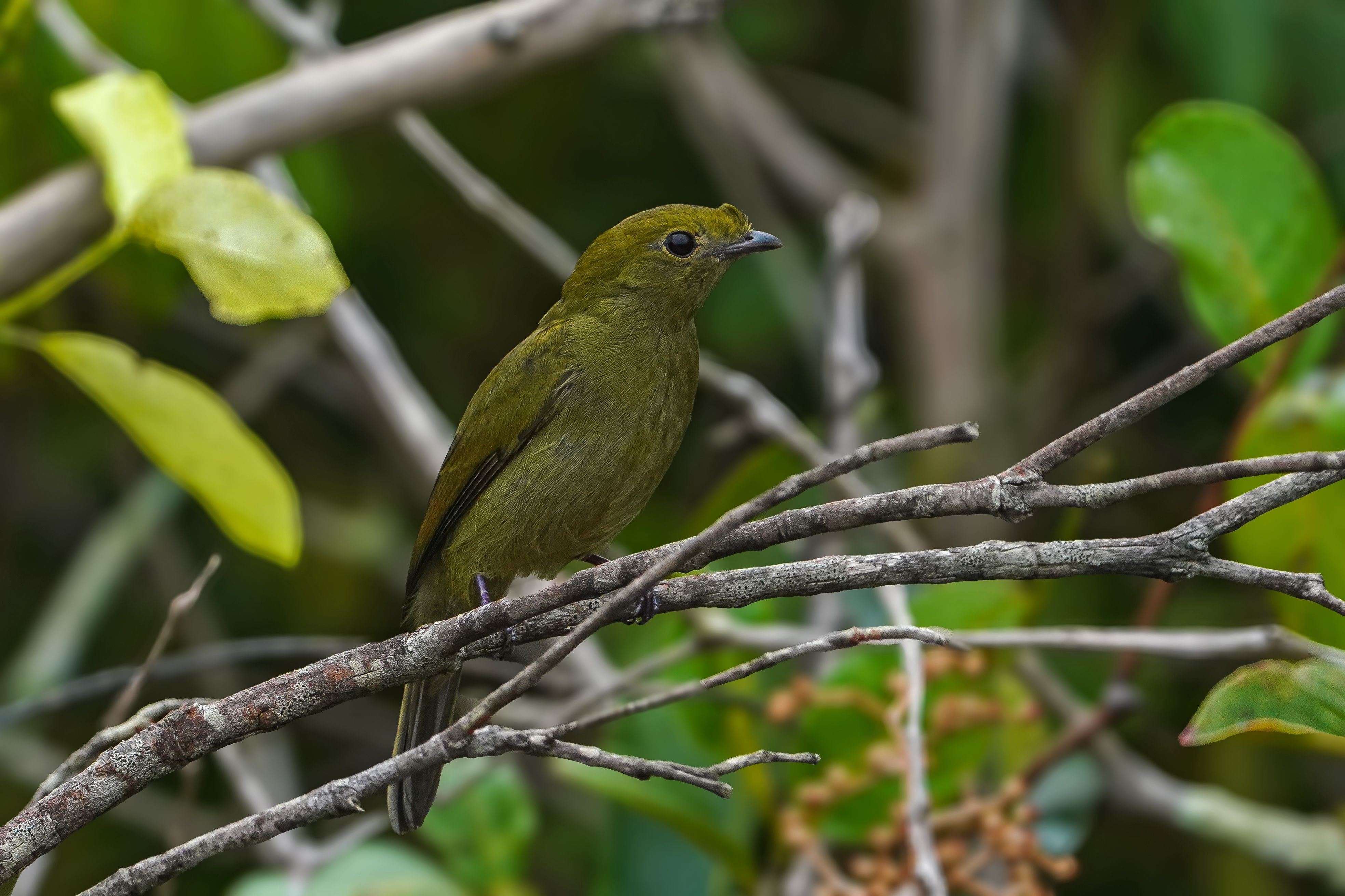 Olive Green Bird Photos, Download The BEST Free Olive Green Bird Stock ...