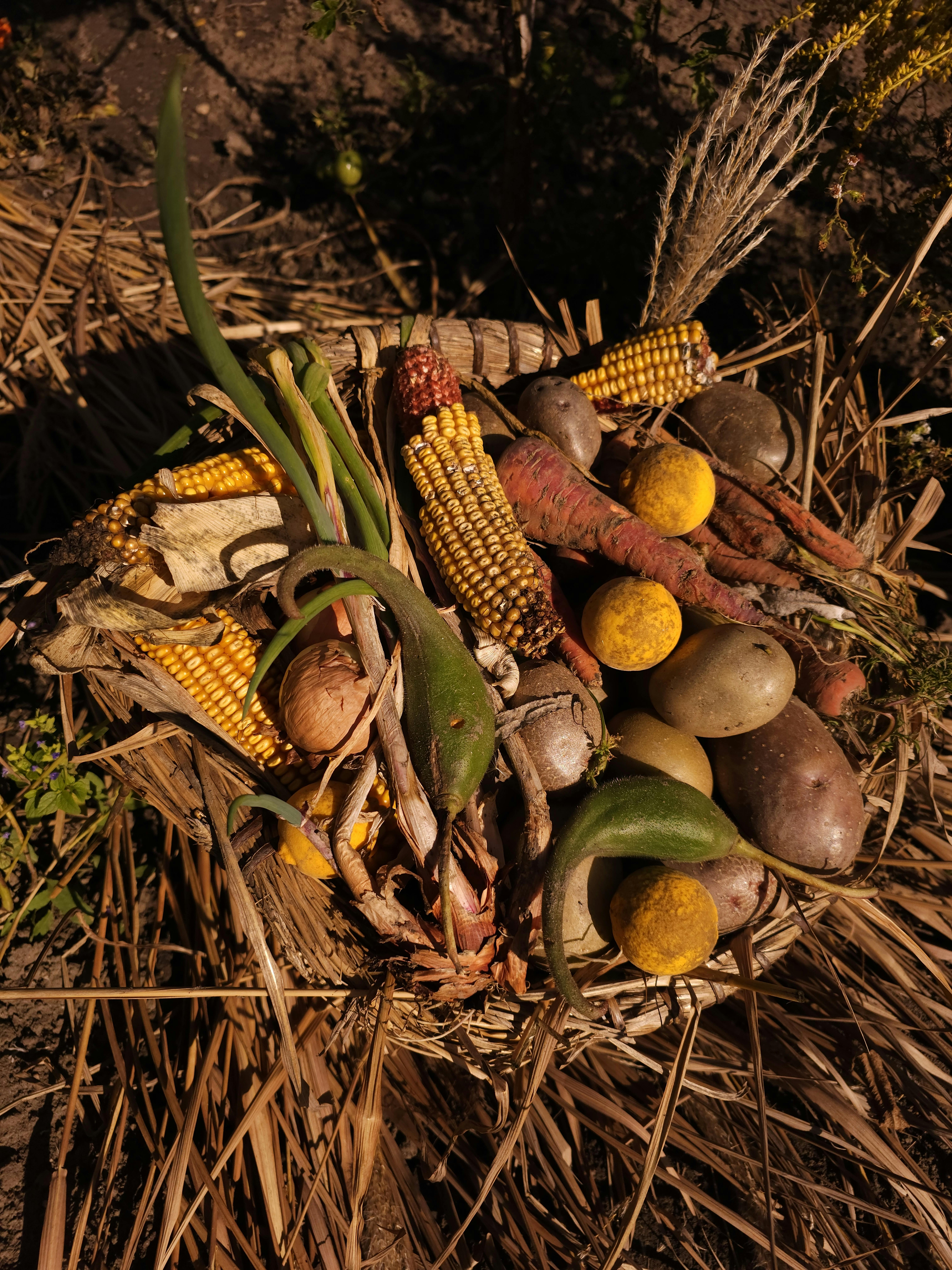 Colored Potatoes Photos, Download The BEST Free Colored Potatoes Stock ...