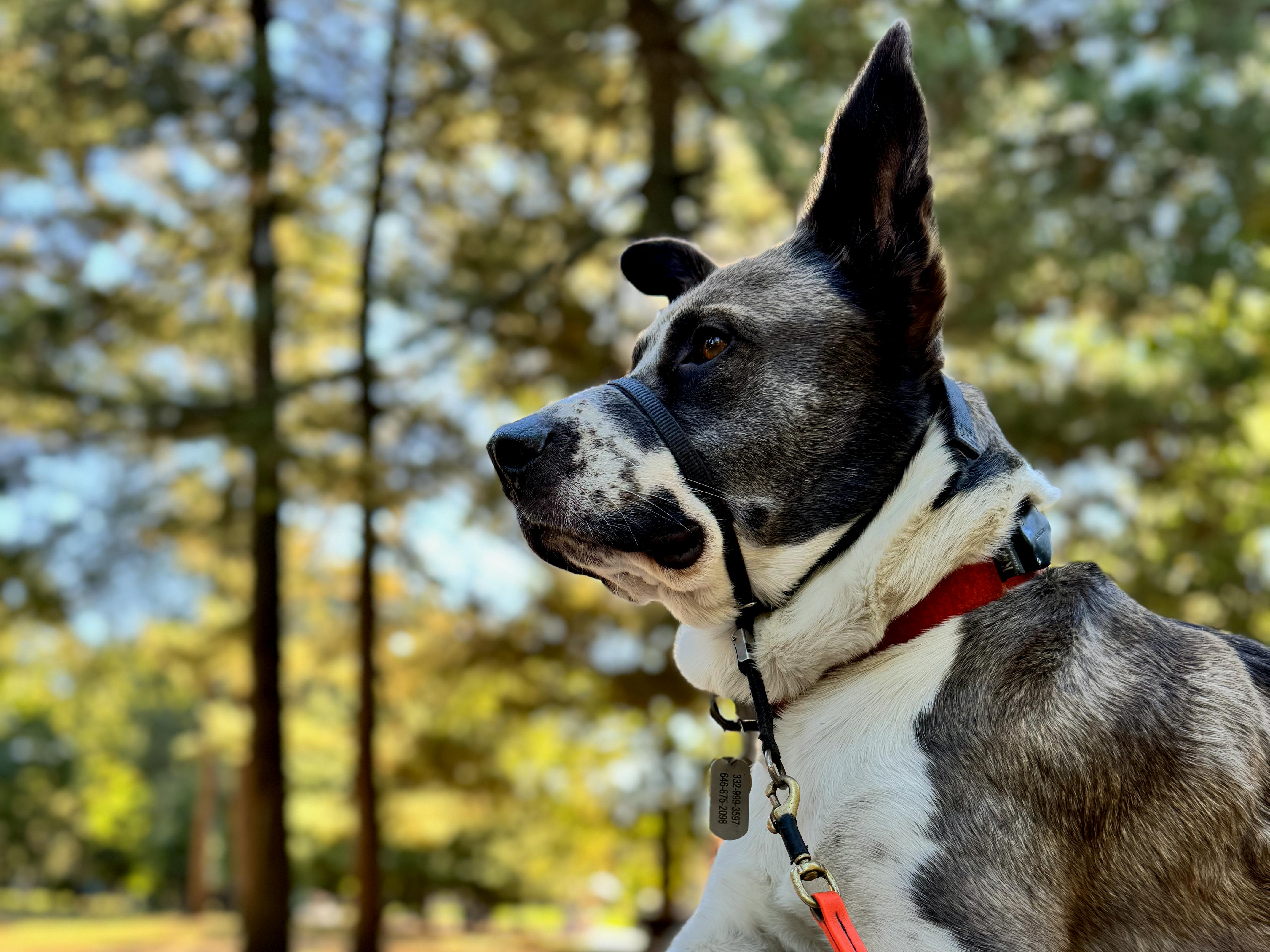 Profile Of Dog And Catus Photos, Download The BEST Free Profile Of Dog ...