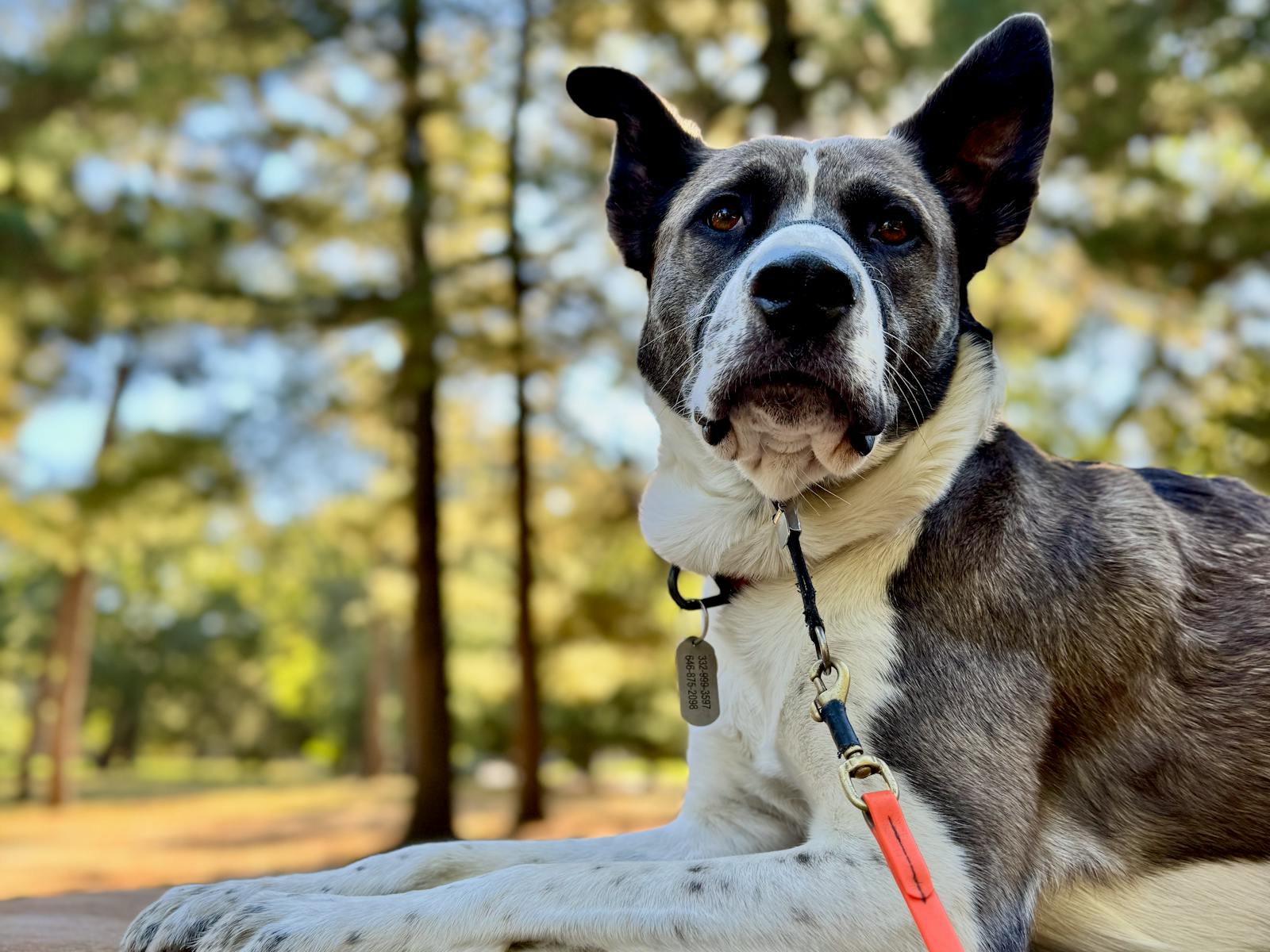 Dog Breed Photos, Download The BEST Free Dog Breed Stock Photos & HD Images