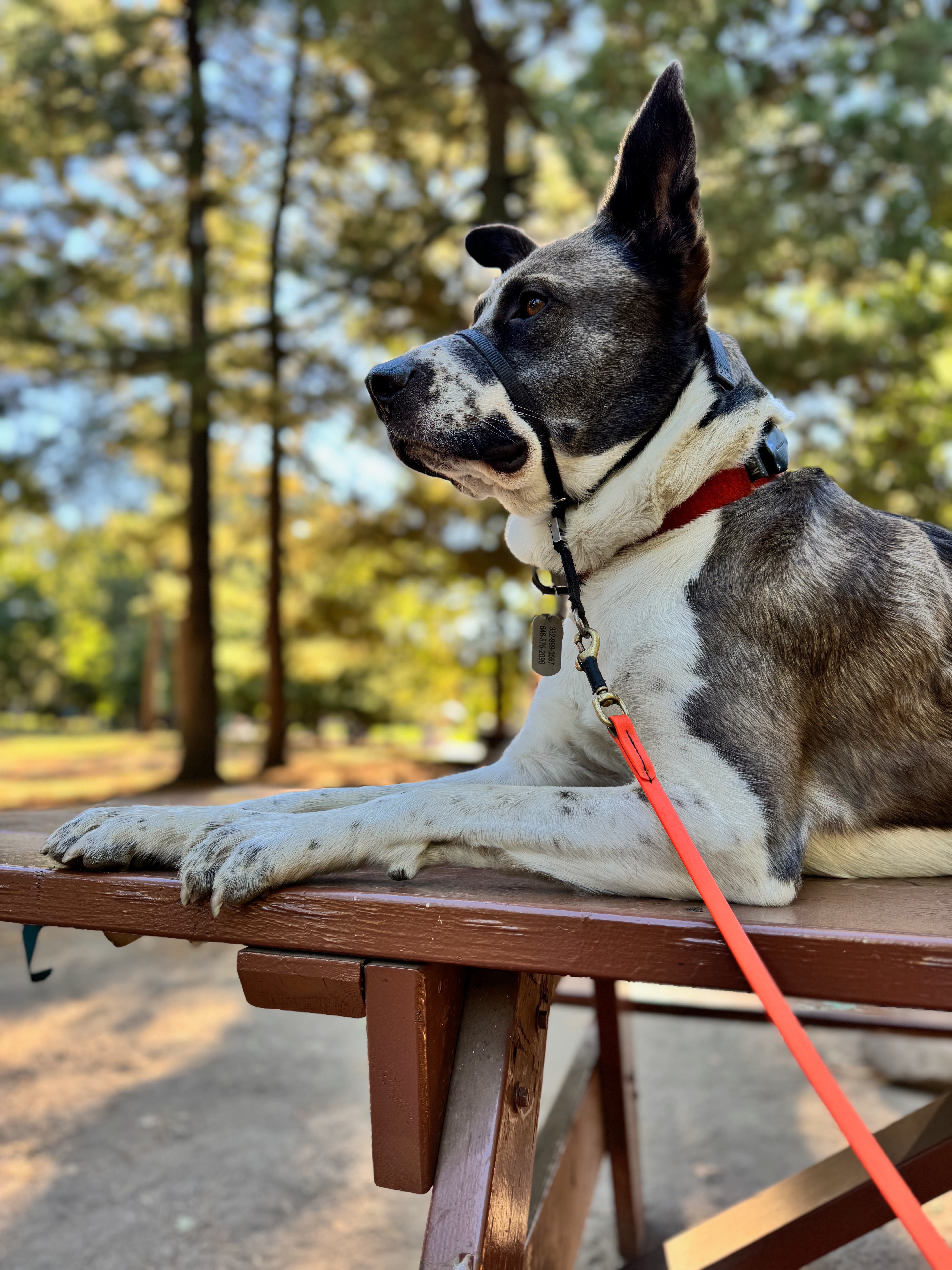 Portrait of a Dog Relaxing on a Picnic Table · Free Stock Photo