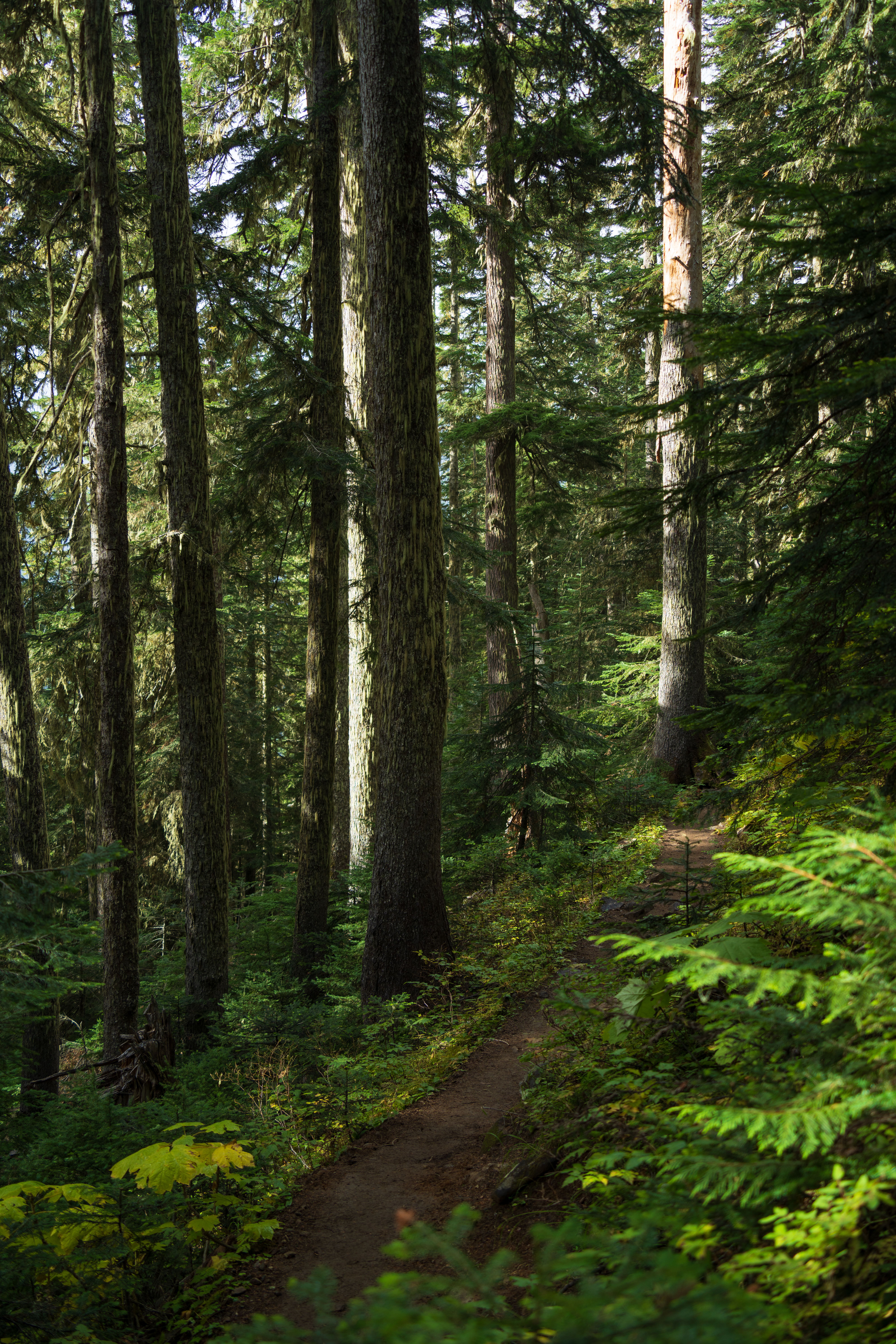 Washington State Green Forest Photos, Download The BEST Free Washington ...
