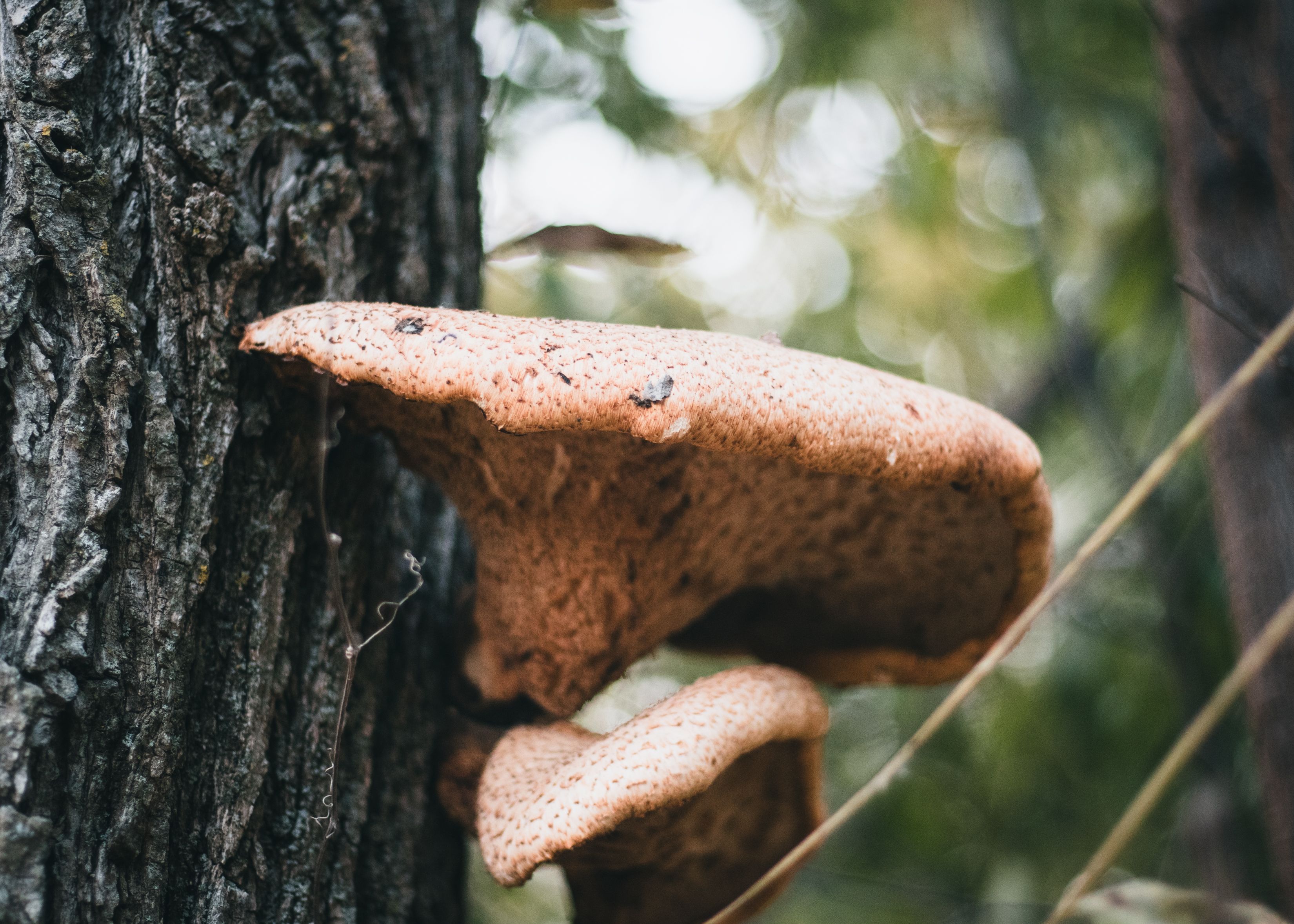 Close-up of fungi growing on tree bark · Free Stock Photo