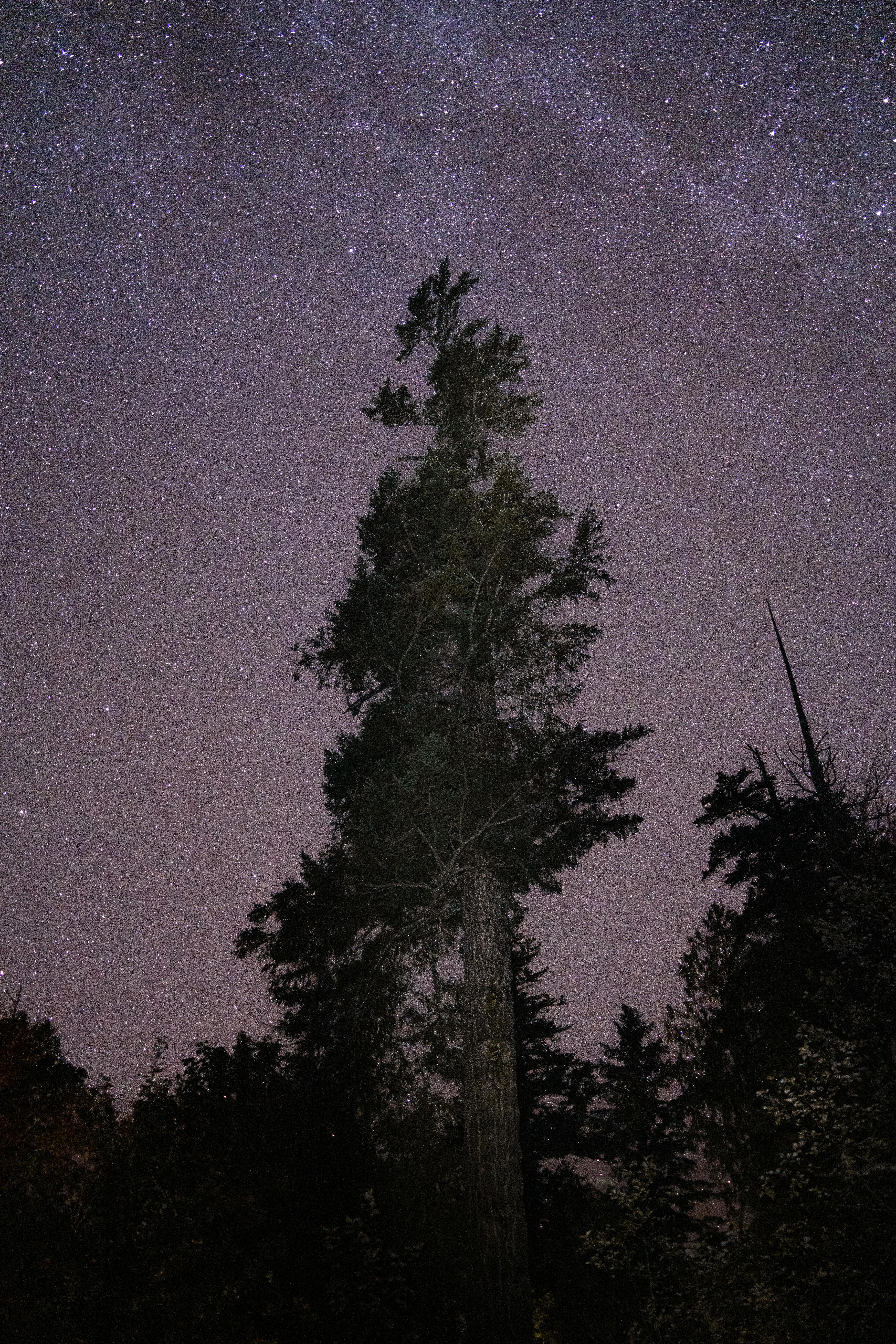 Starry Night Skies Over Washington's Forest · Free Stock Photo