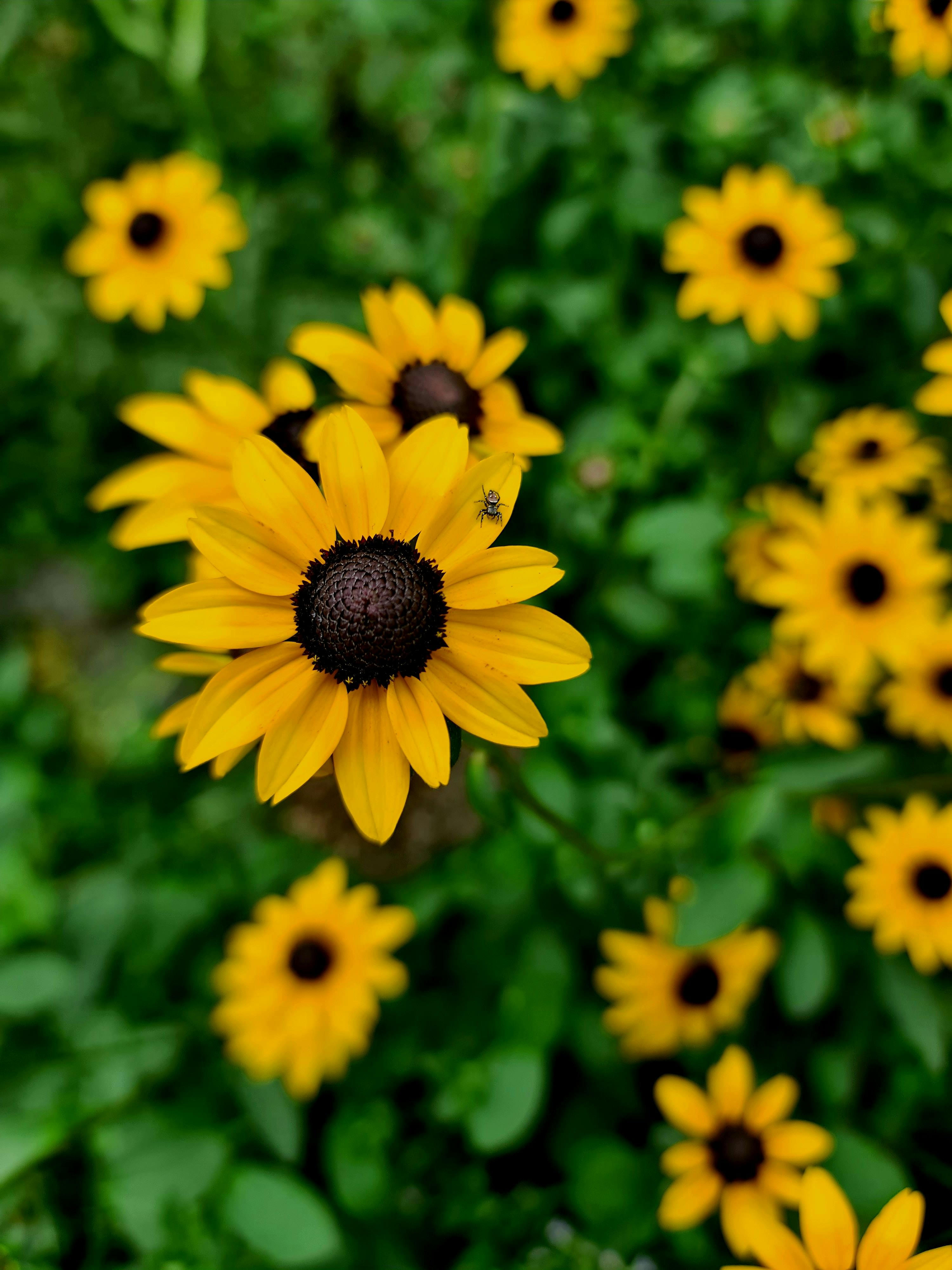 Top View Photo Of Yellow Flowers · Free Stock Photo
