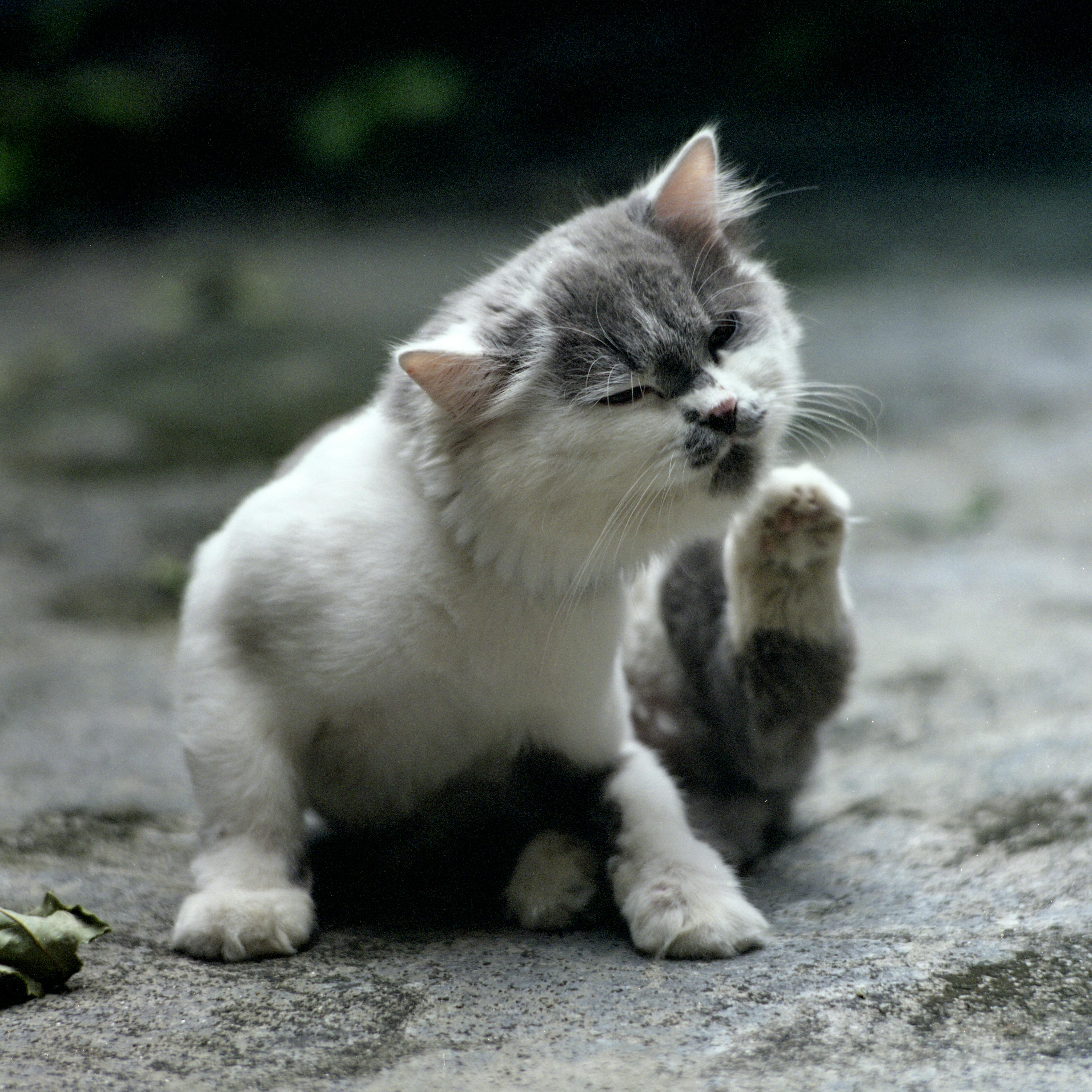Adorable Cat Scratching Itself Outdoors · Free Stock Photo