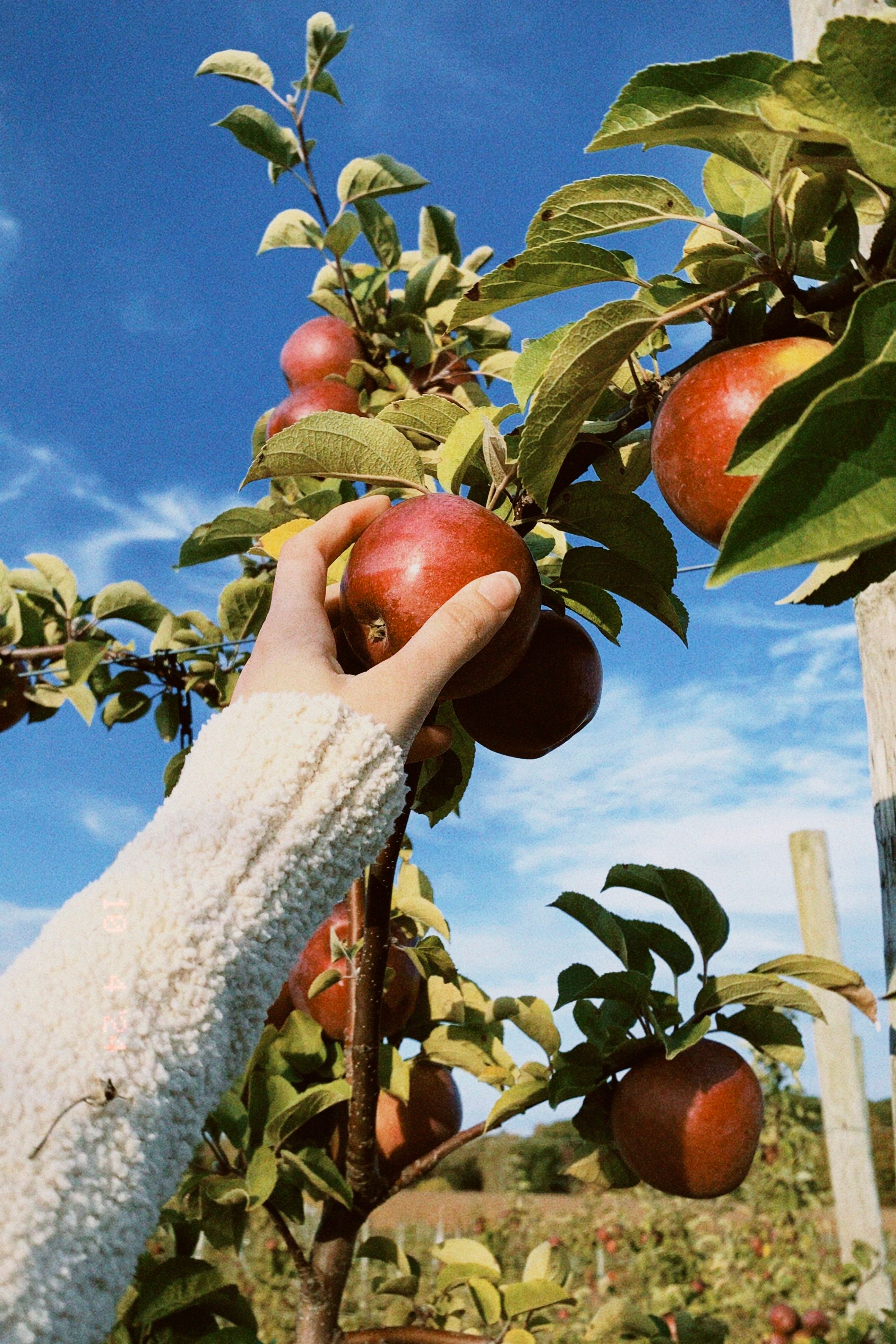 Hand Plucking Ripe Apples from Tree in Orchard · Free Stock Photo