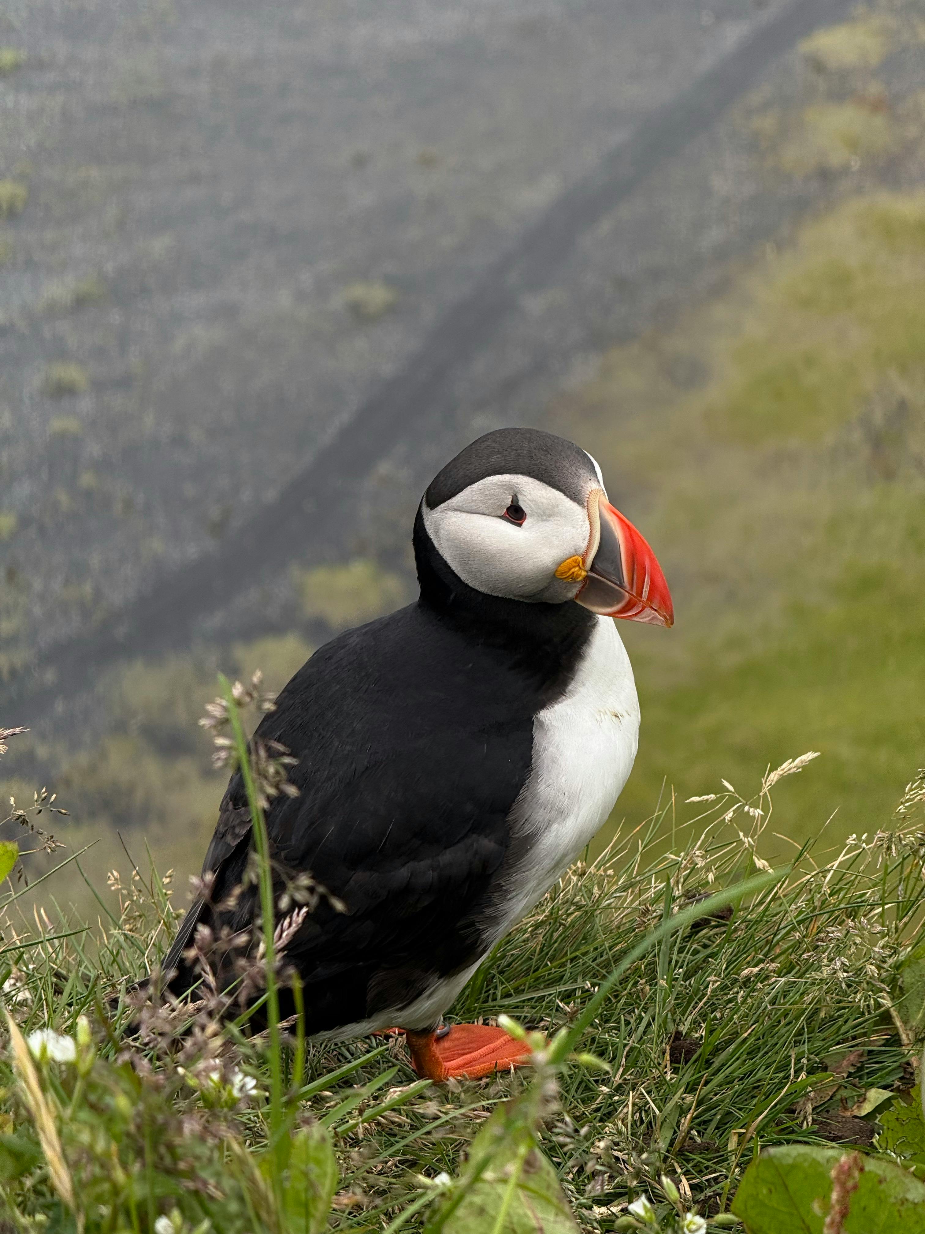 Atlantic Puffin on Cliffside in Natural Habitat · Free Stock Photo