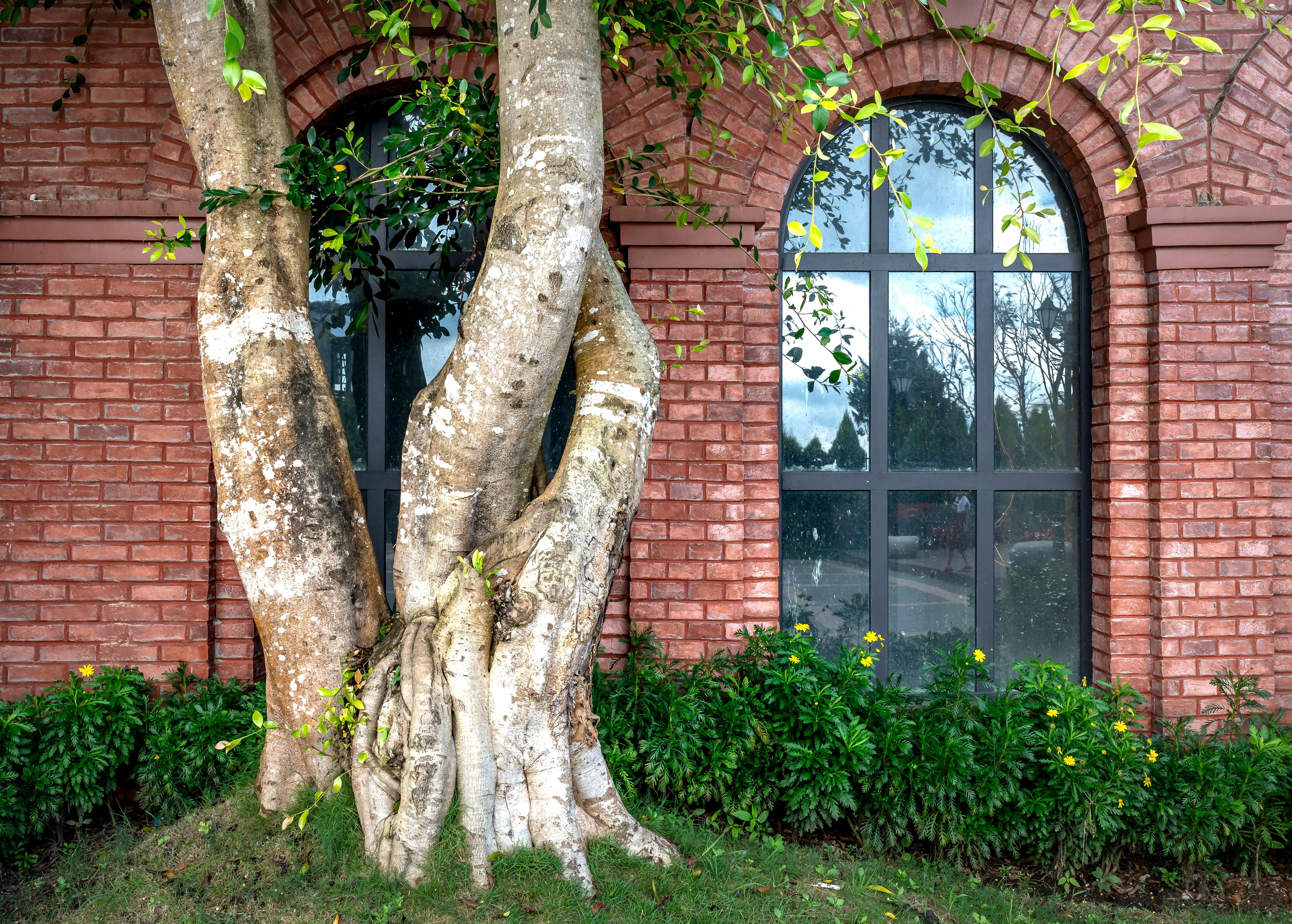 Twisted Tree Against Red Brick Wall Architecture · Free Stock Photo