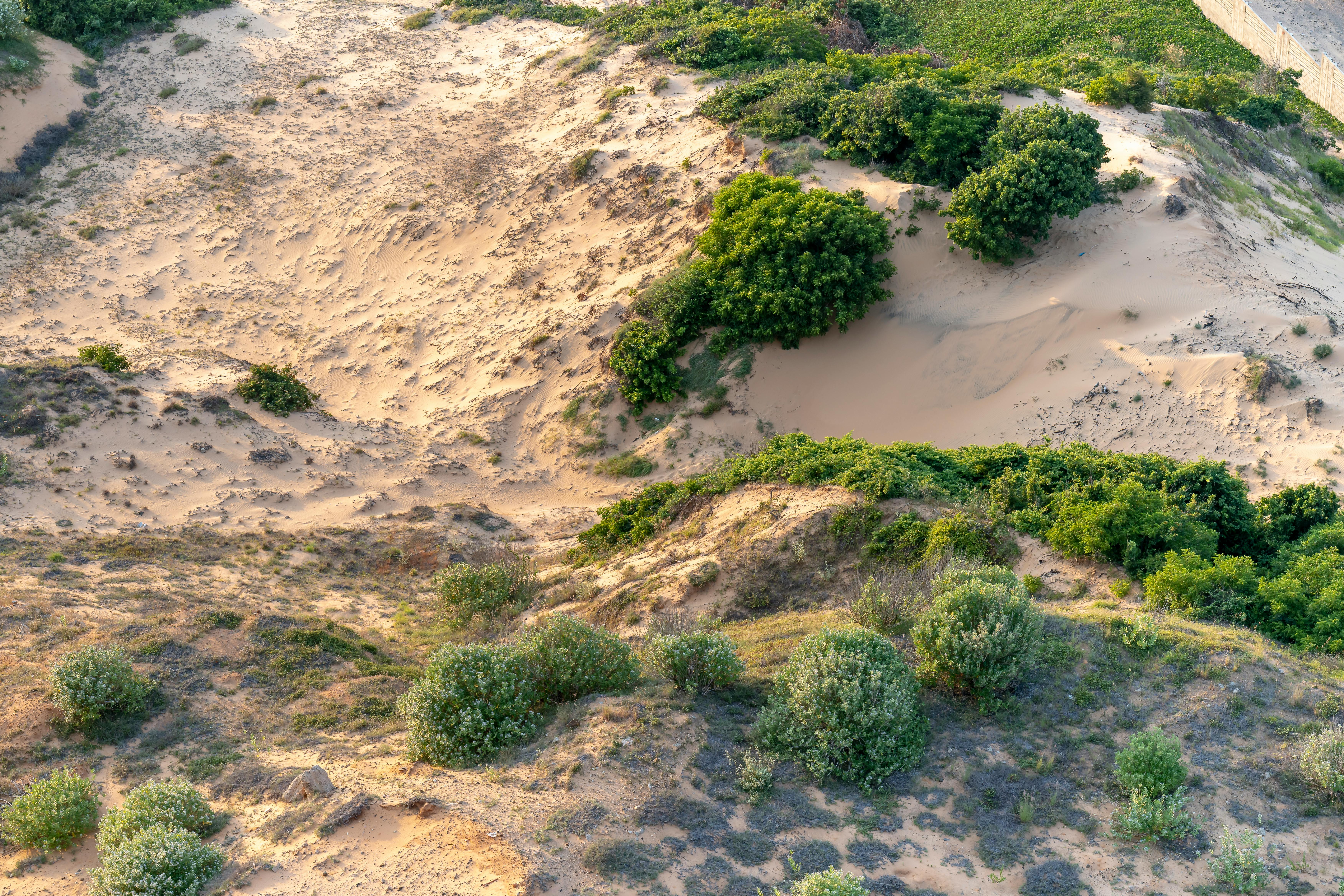 Aerial View of Sandy Landscape with Green Vegetation · Free Stock Photo