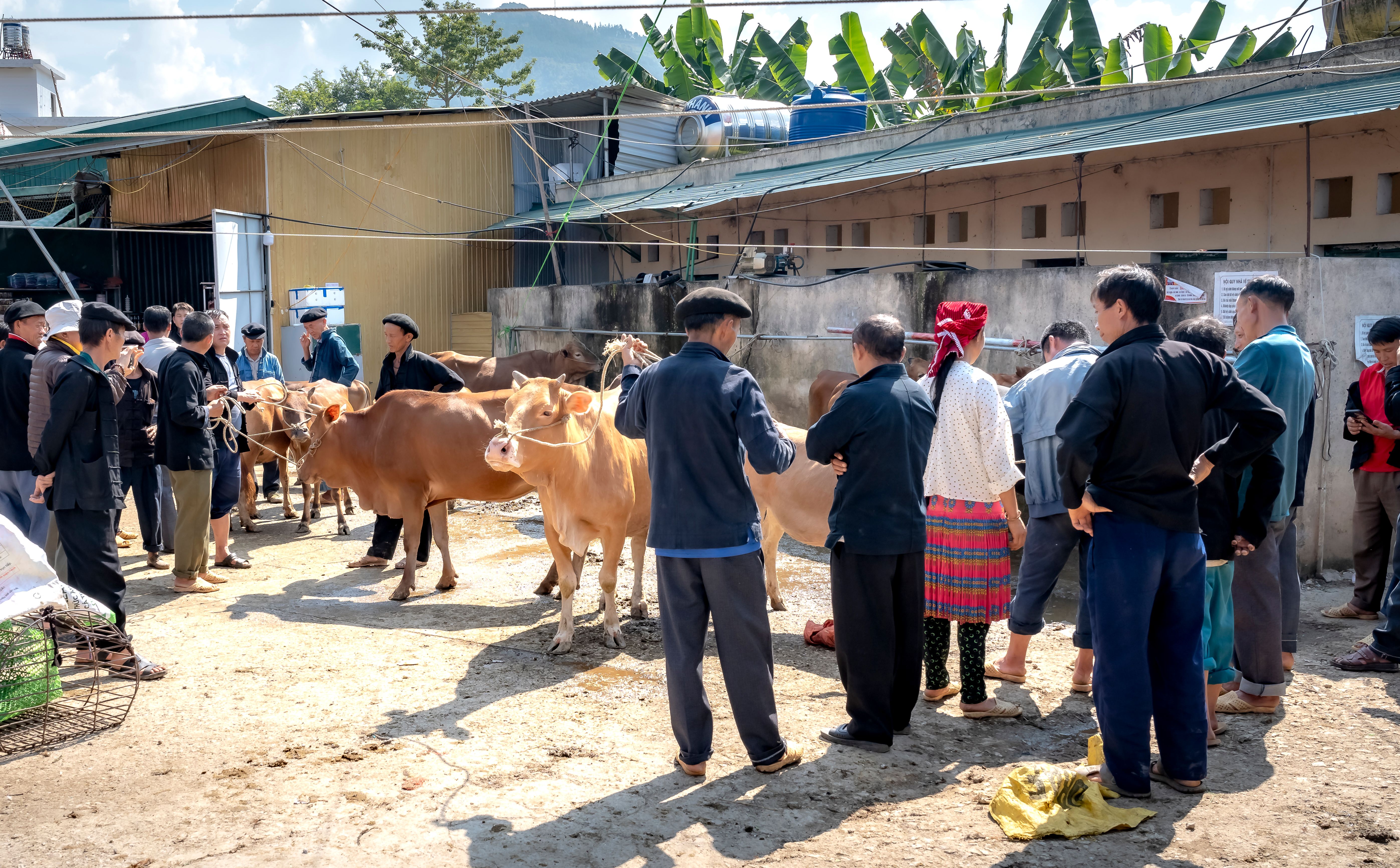 Livestock Market Gathering with Local Farmers · Free Stock Photo