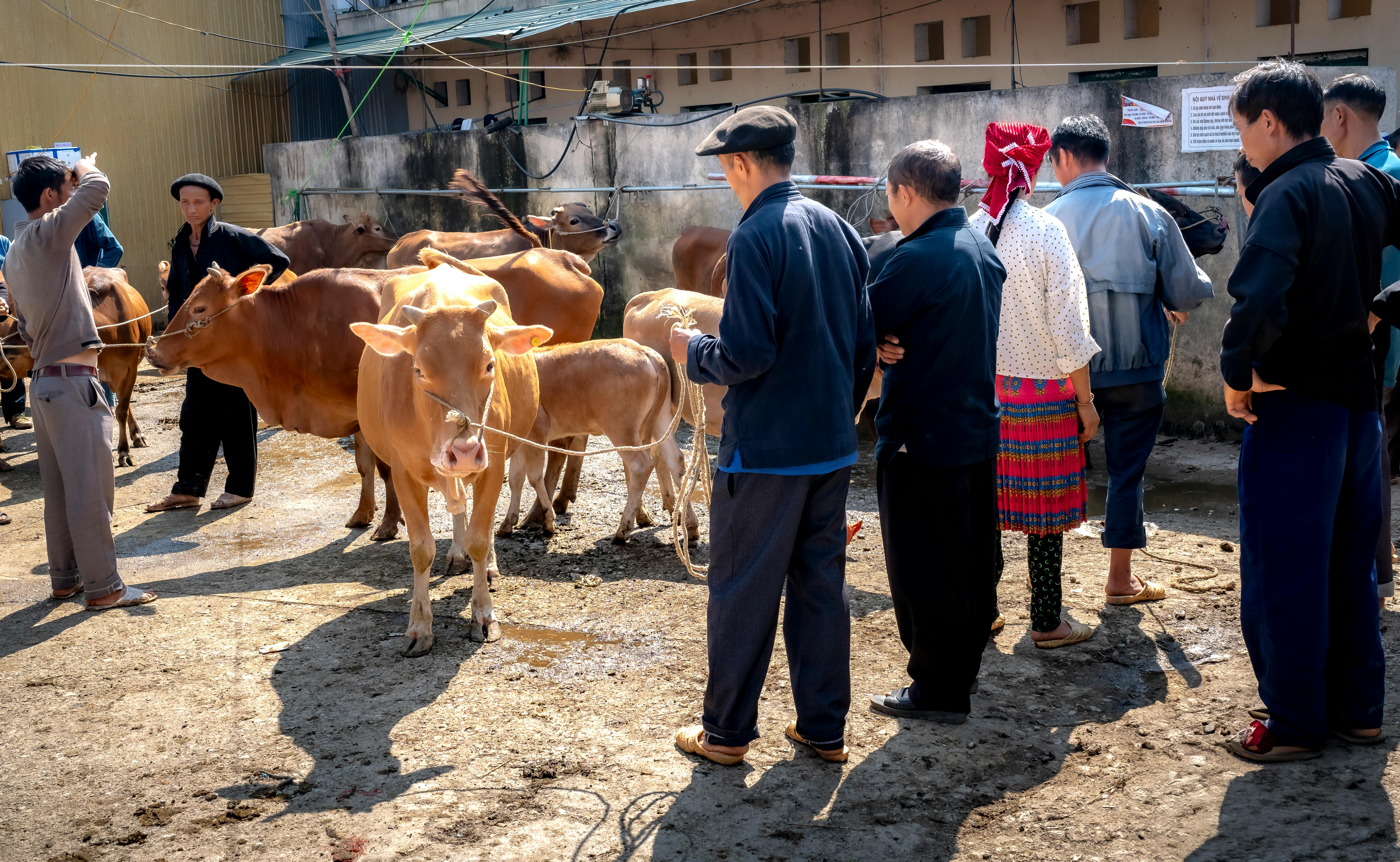 Lively Cattle Market Scene with Buyers and Cows · Free Stock Photo