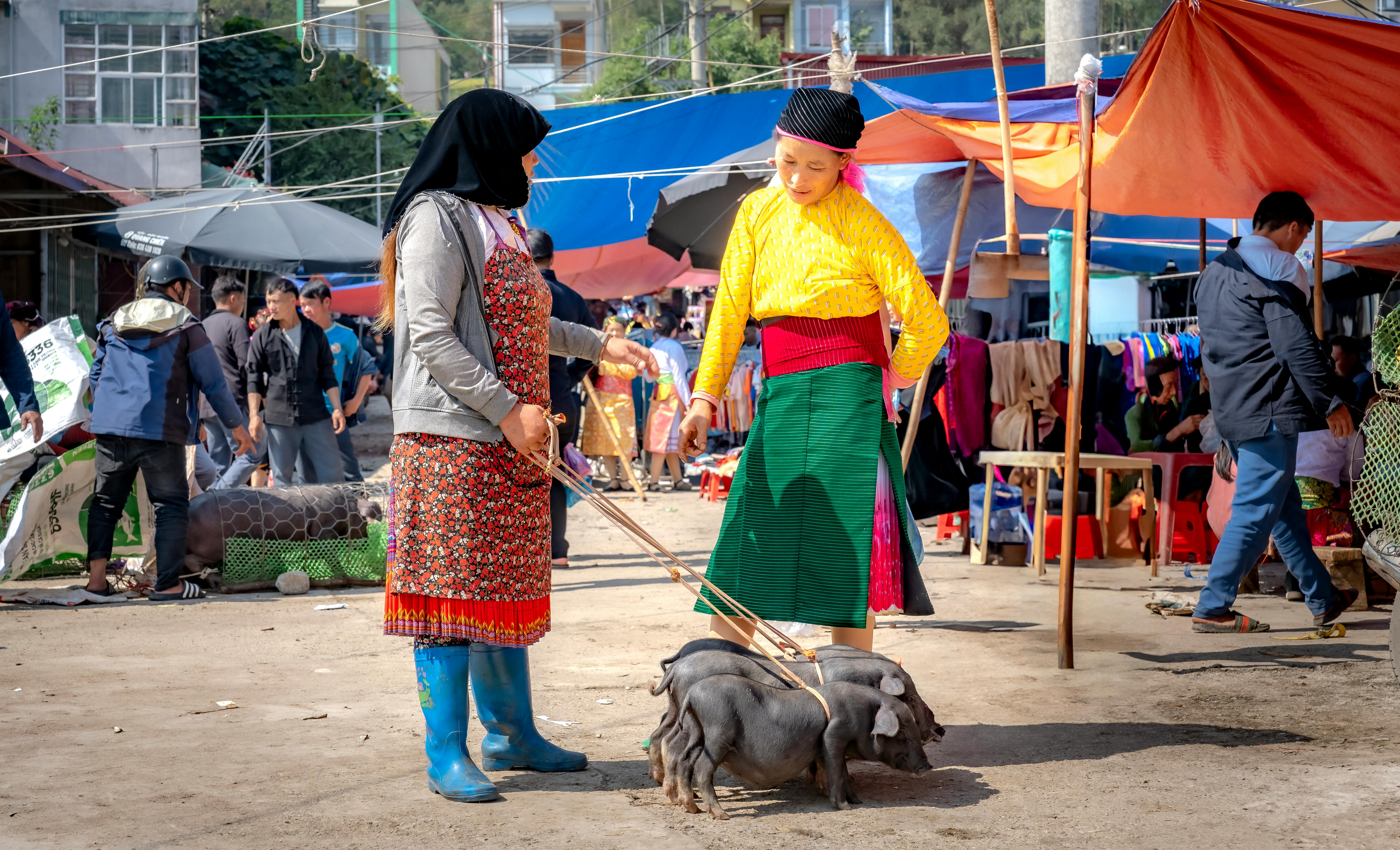 Street Pigs Photos, Download The BEST Free Street Pigs Stock Photos ...