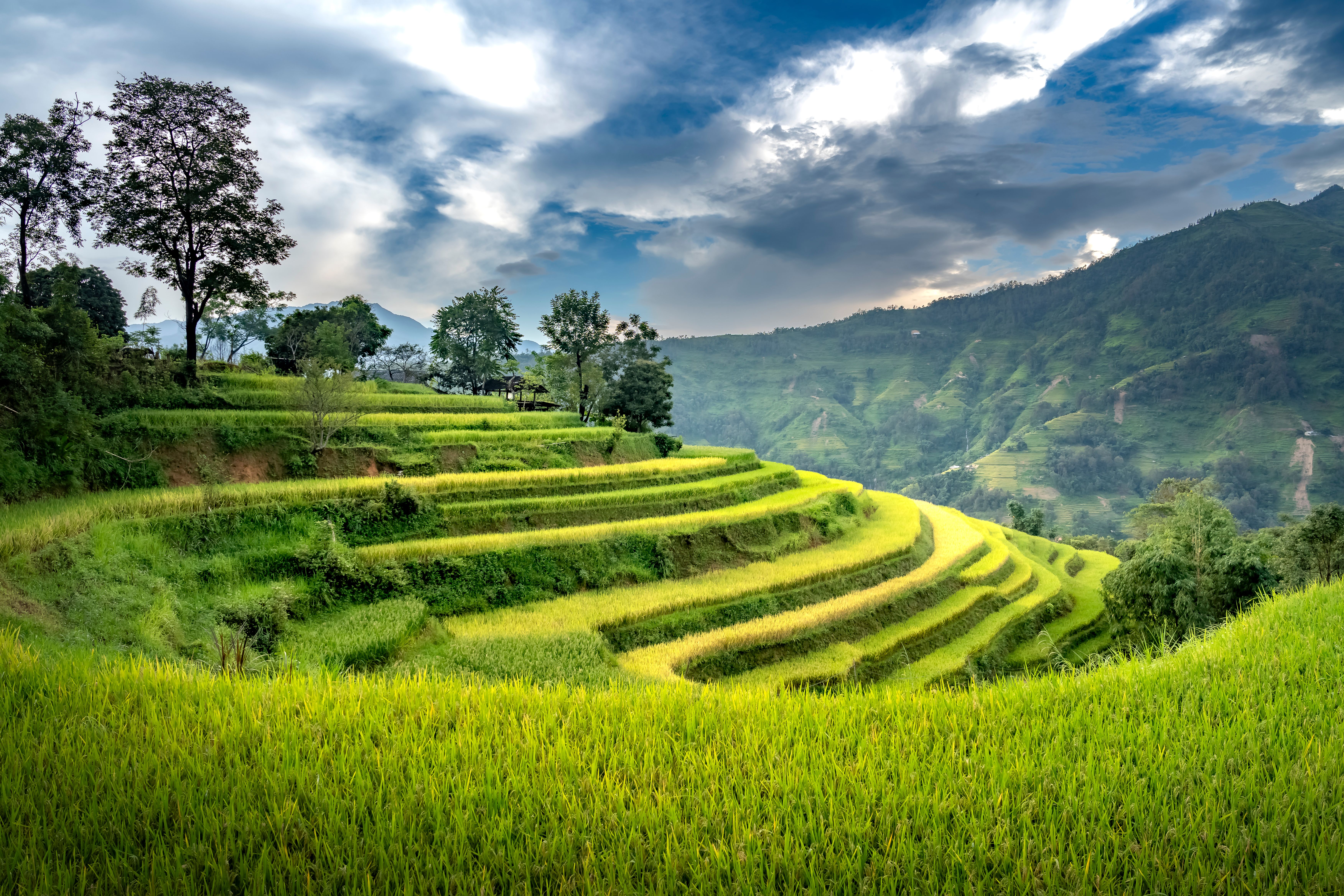 Hamparan Sawah Terasering Yang Indah Di Pepohonan Hijau Yang Subur ...
