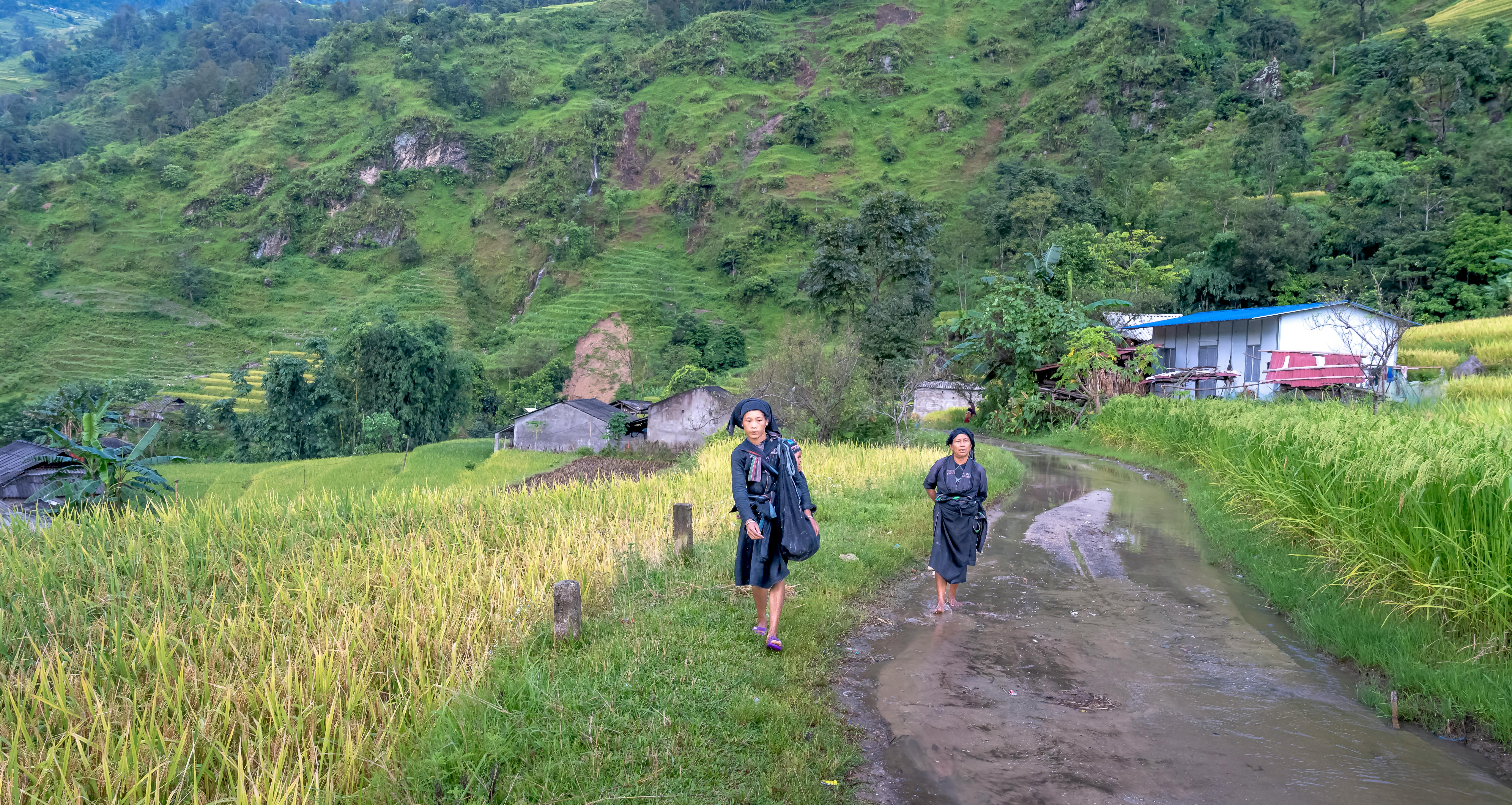 Women walking through lush rice fields in Asia · Free Stock Photo