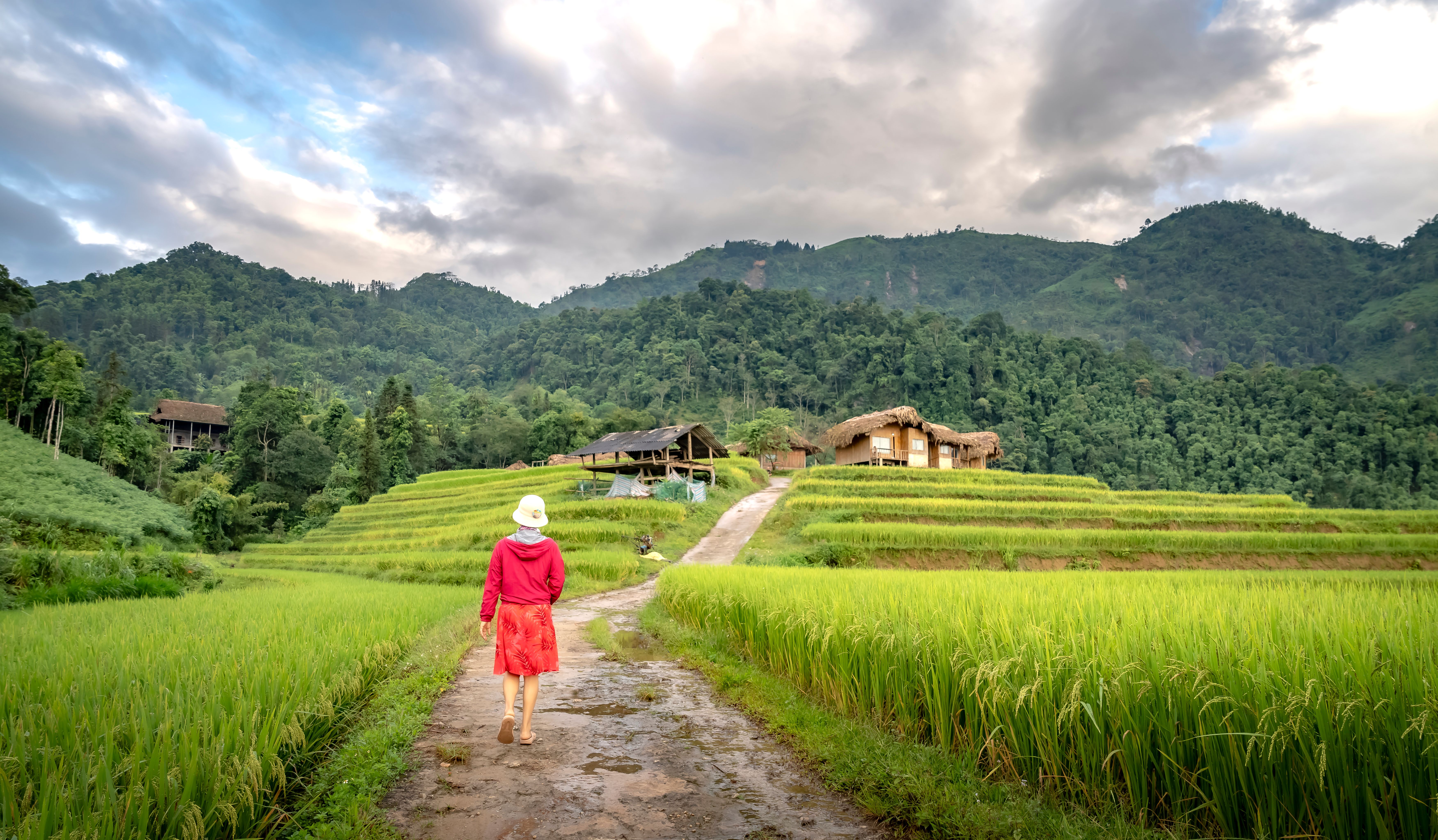 Serene Walk Through Lush Green Rice Terraces · Free Stock Photo