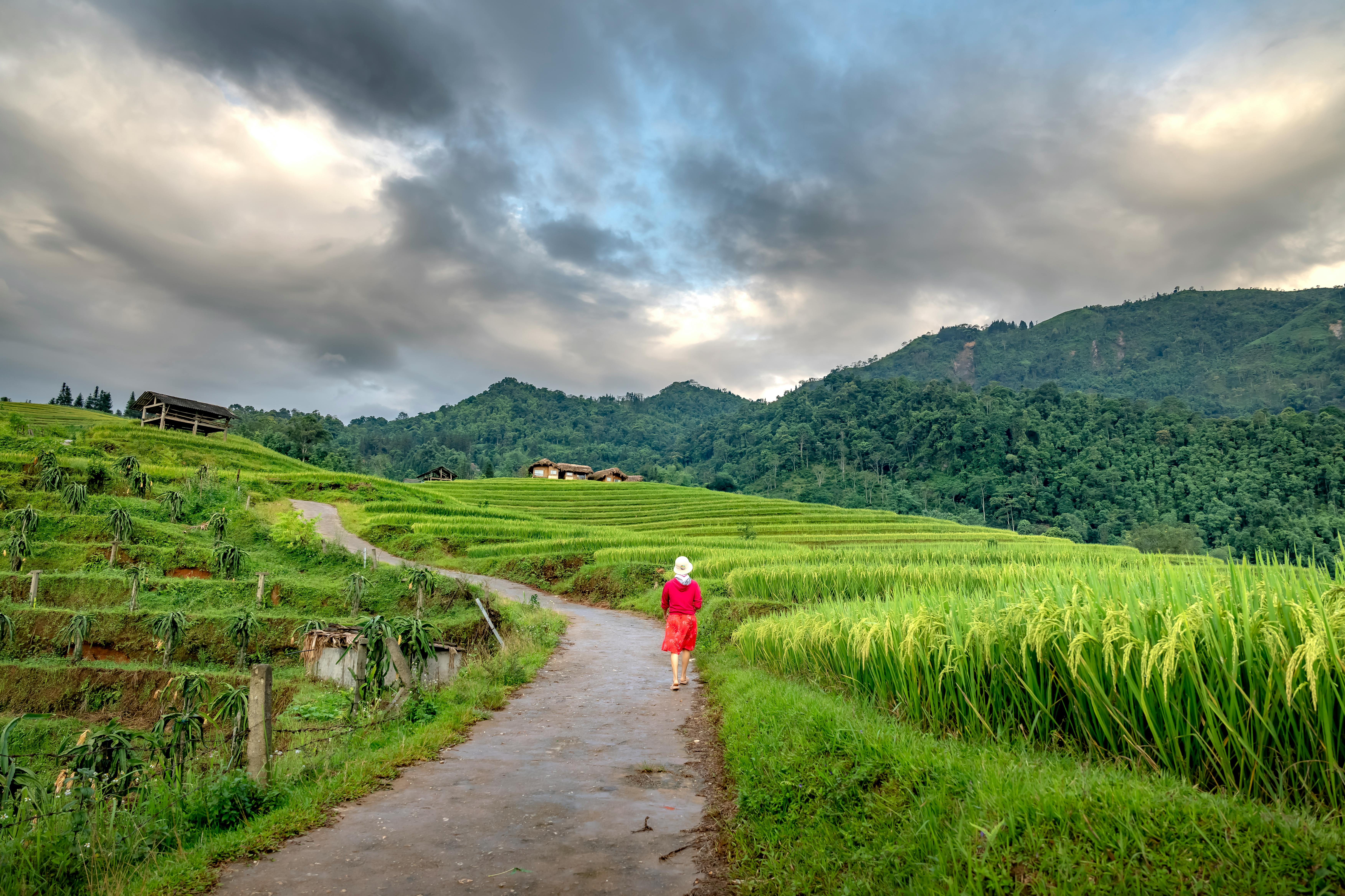 Tranquil Walk Through Lush Green Rice Terraces · Free Stock Photo