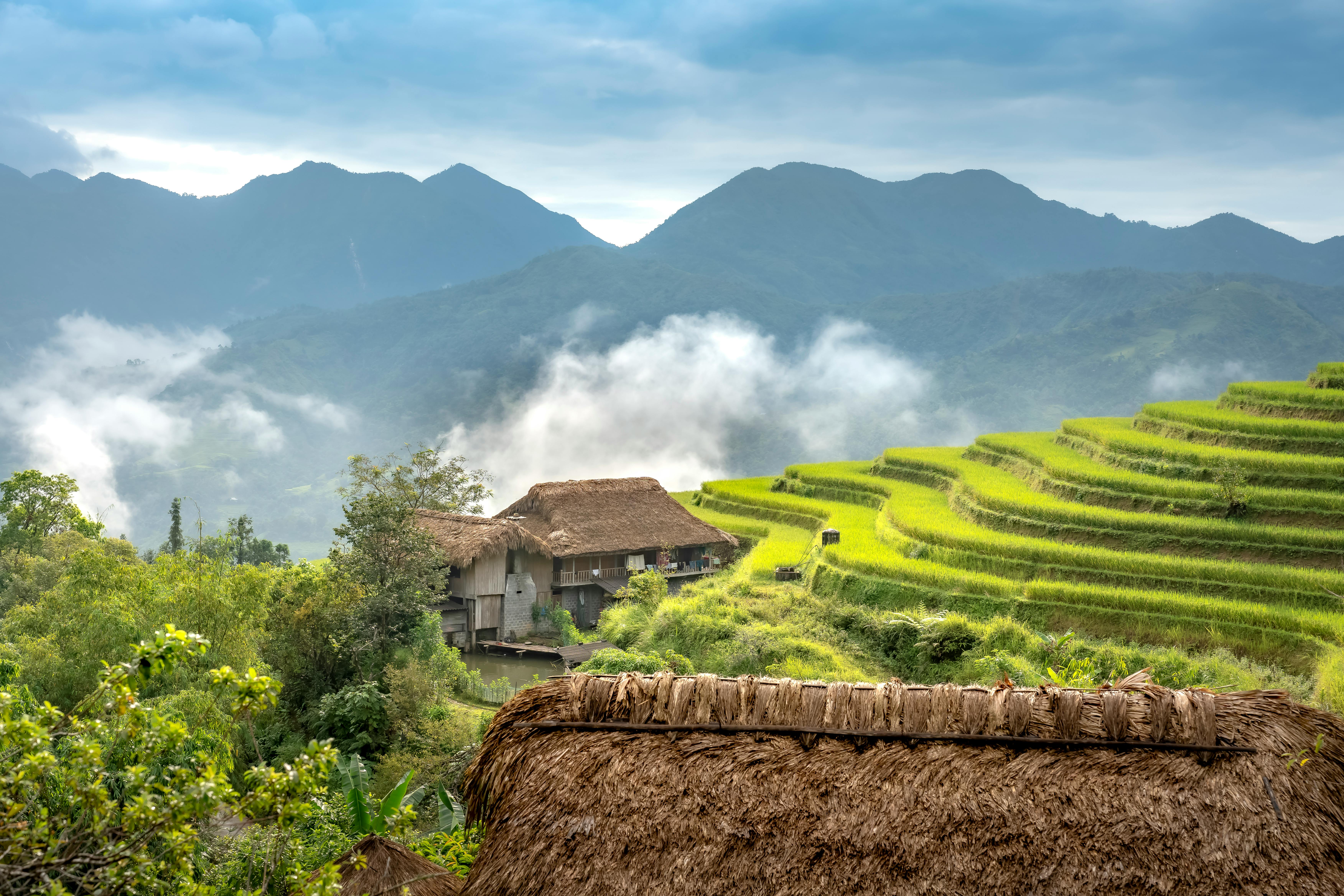 Scenic View of Rice Paddy · Free Stock Photo