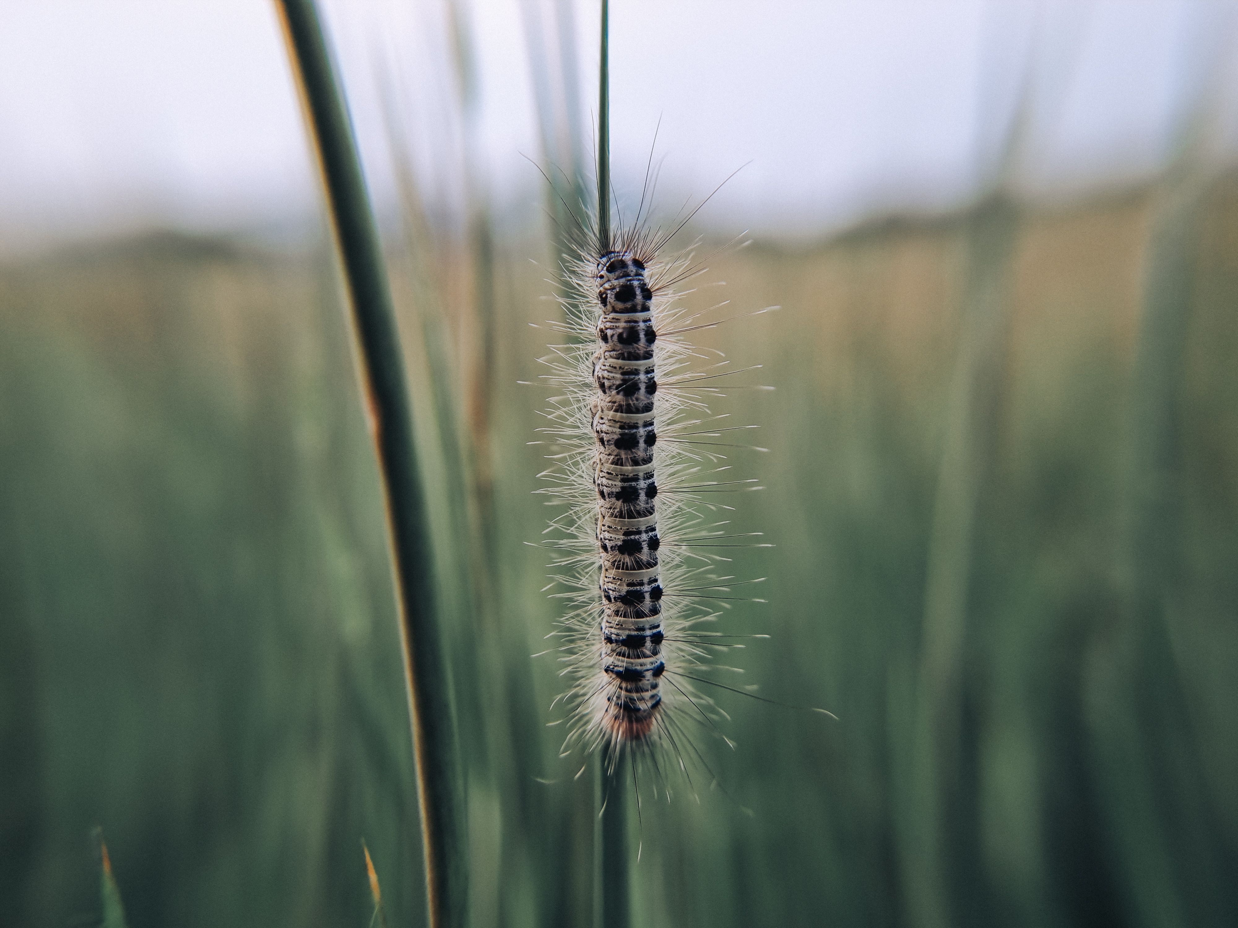 Nature Caterpillar Photos, Download The BEST Free Nature Caterpillar ...