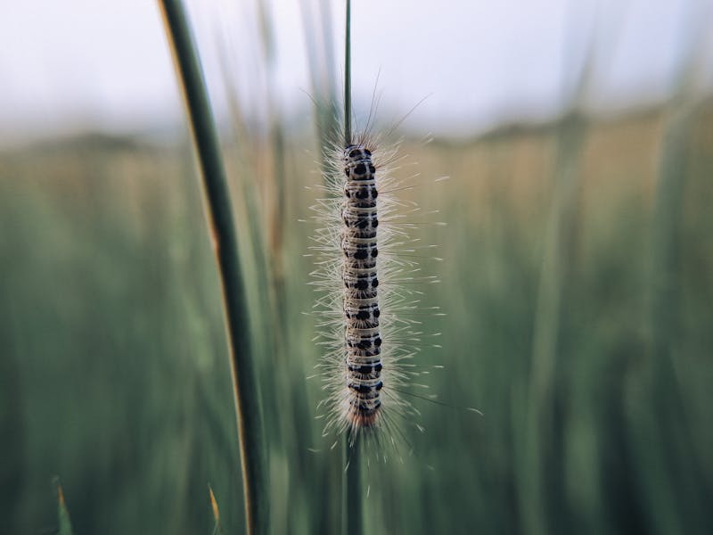 Caterpillar Wallpaper Photos, Download The BEST Free Caterpillar ...