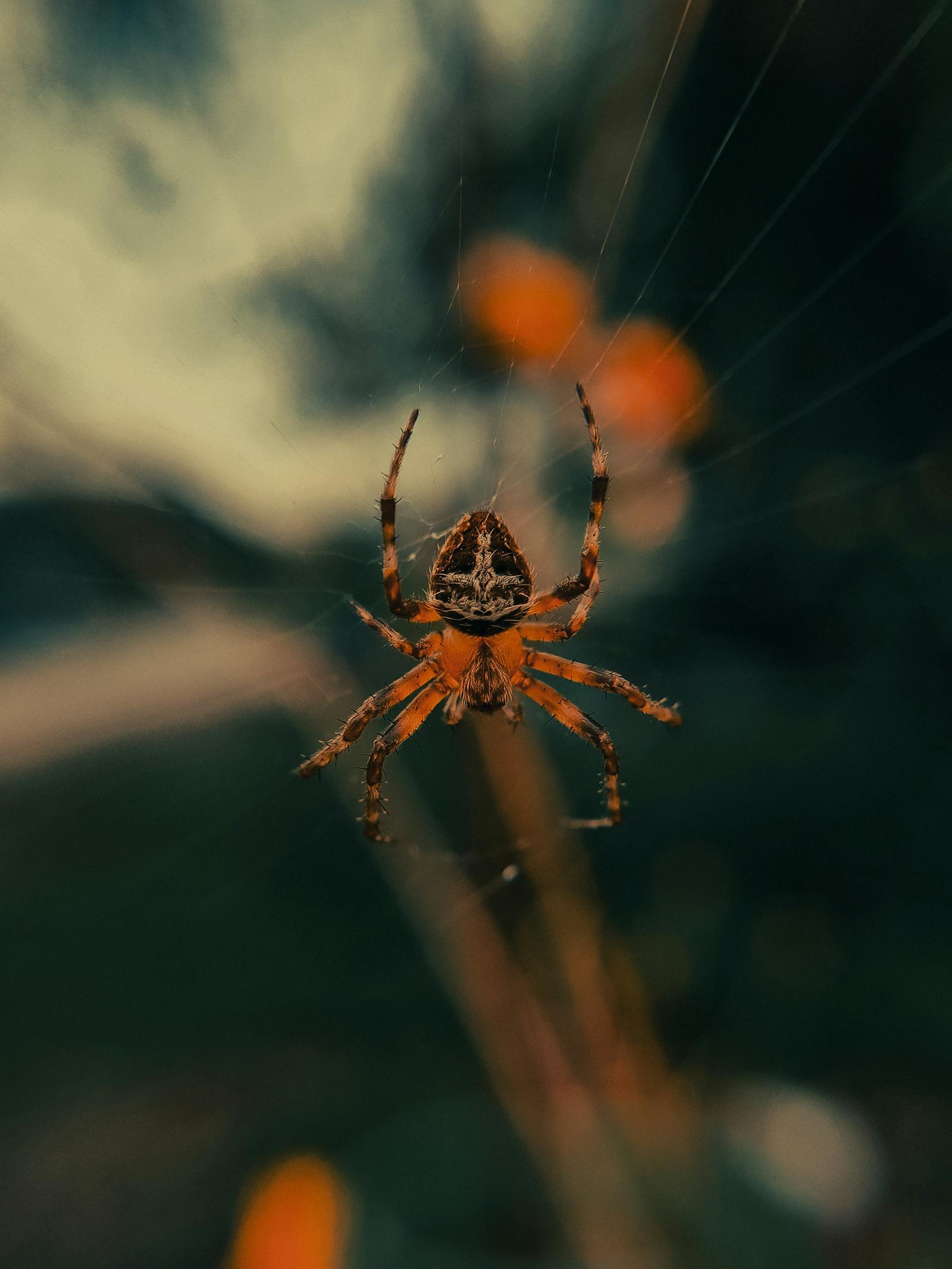 Spider Wallpaper Photos, Download The BEST Free Spider Wallpaper Stock ...