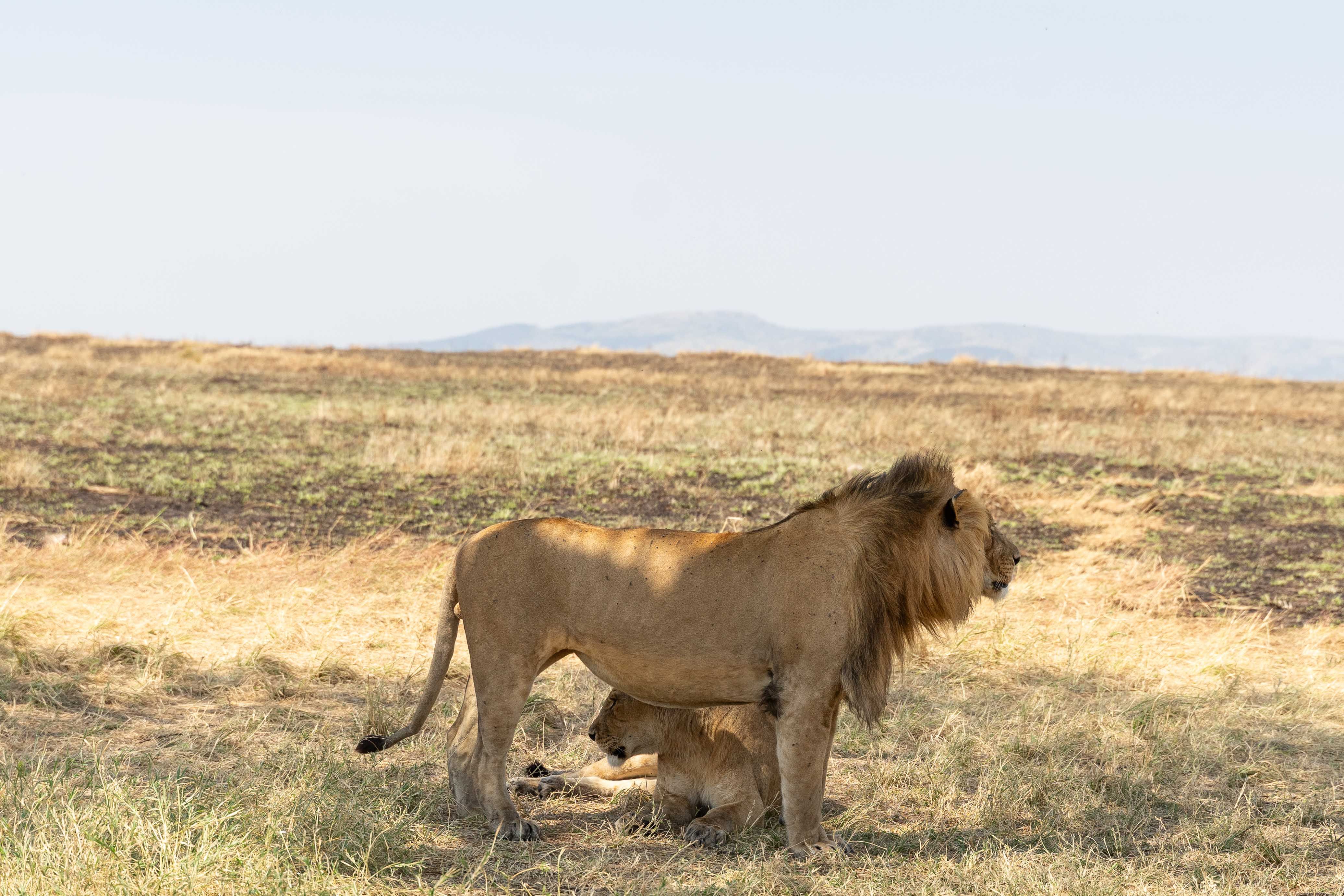 Majestic Lion Pair in African Savanna · Free Stock Photo