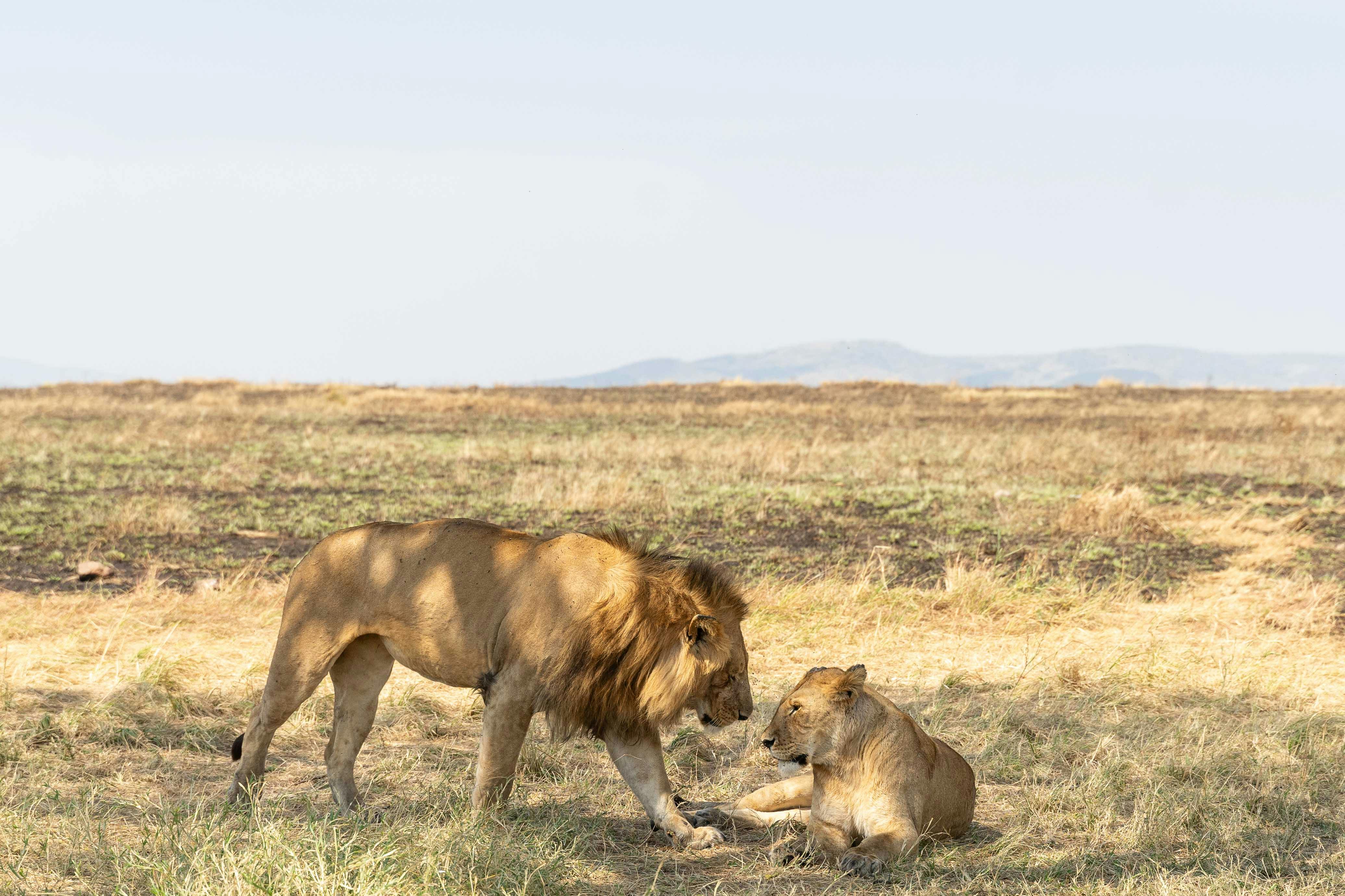 Dominance Collars Photos, Download The BEST Free Dominance Collars ...