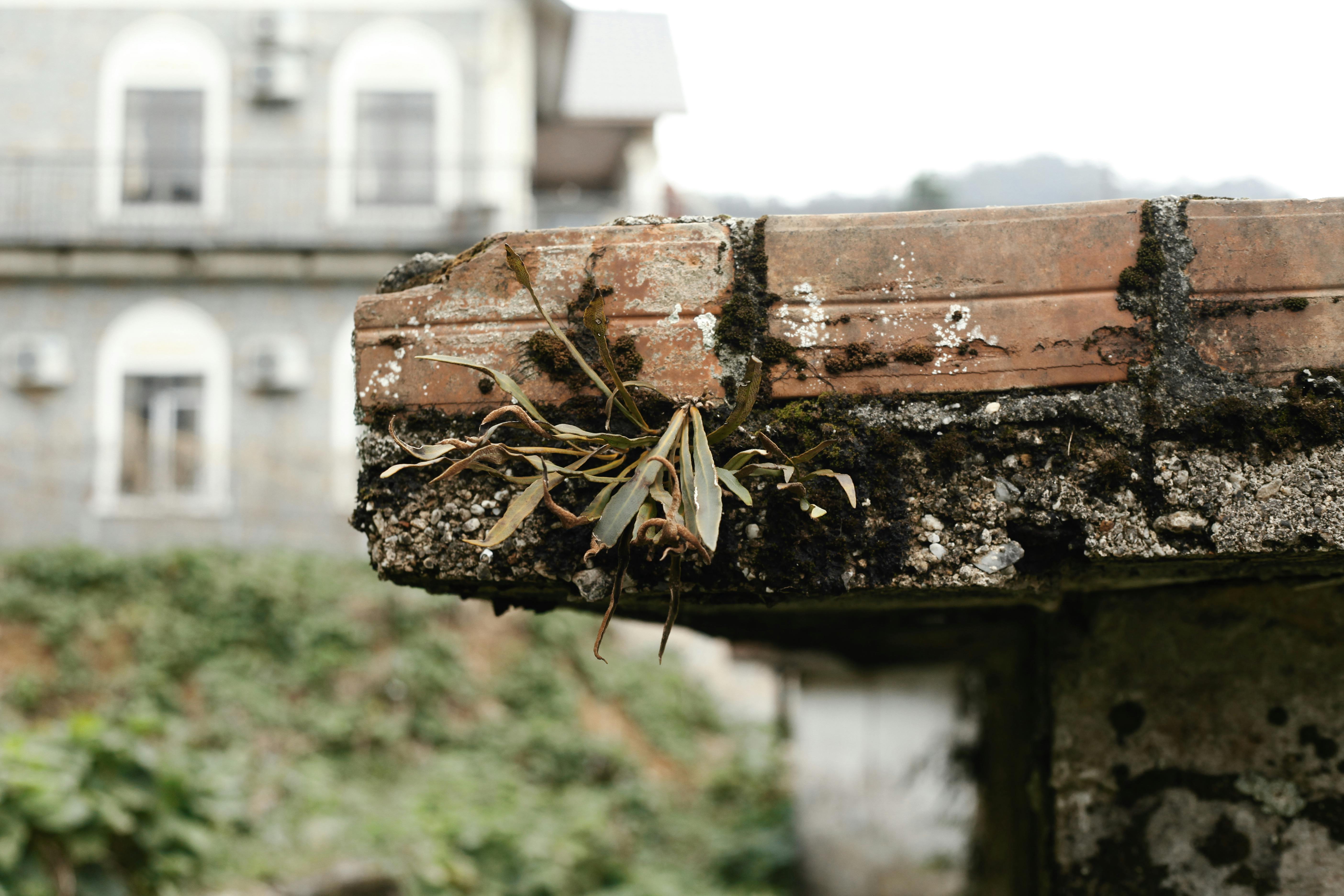 Decay and Nature on Old Vietnamese Structure · Free Stock Photo