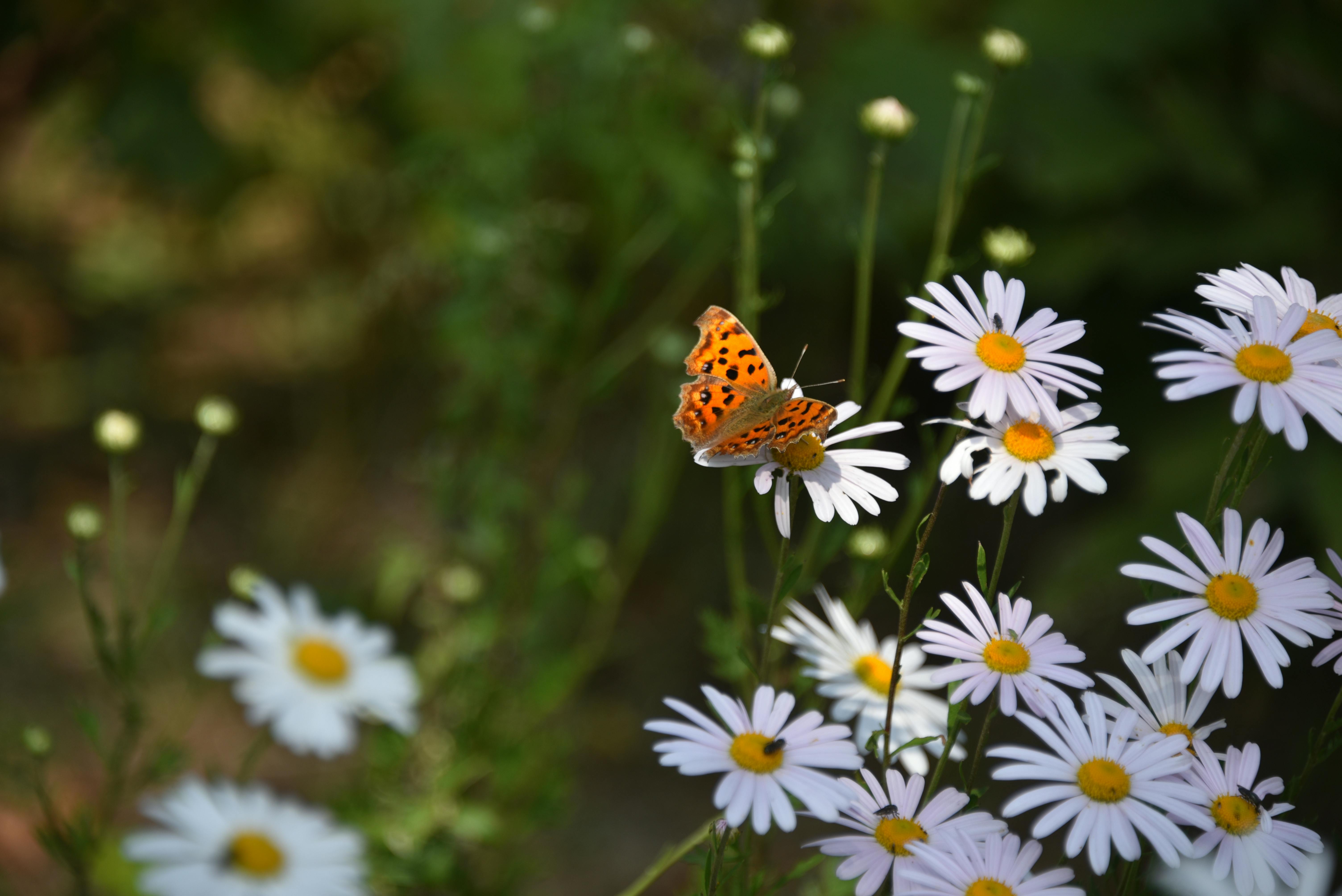 Kupu Kupu Jingga Pada Bunga Aster Di Taman Incheon · Foto Stok Gratis