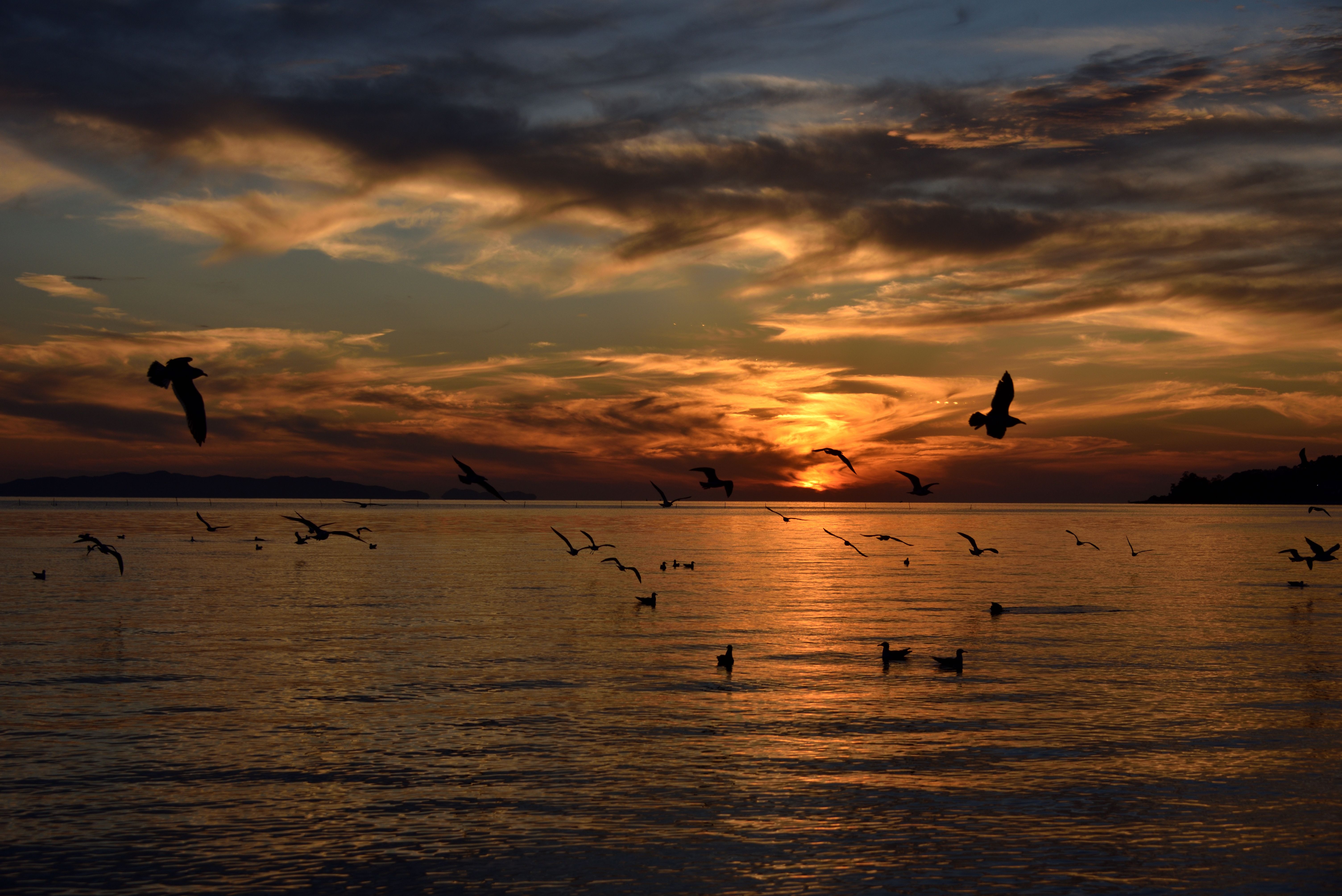 Serene Sunset Seascape with Silhouetted Birds · Free Stock Photo