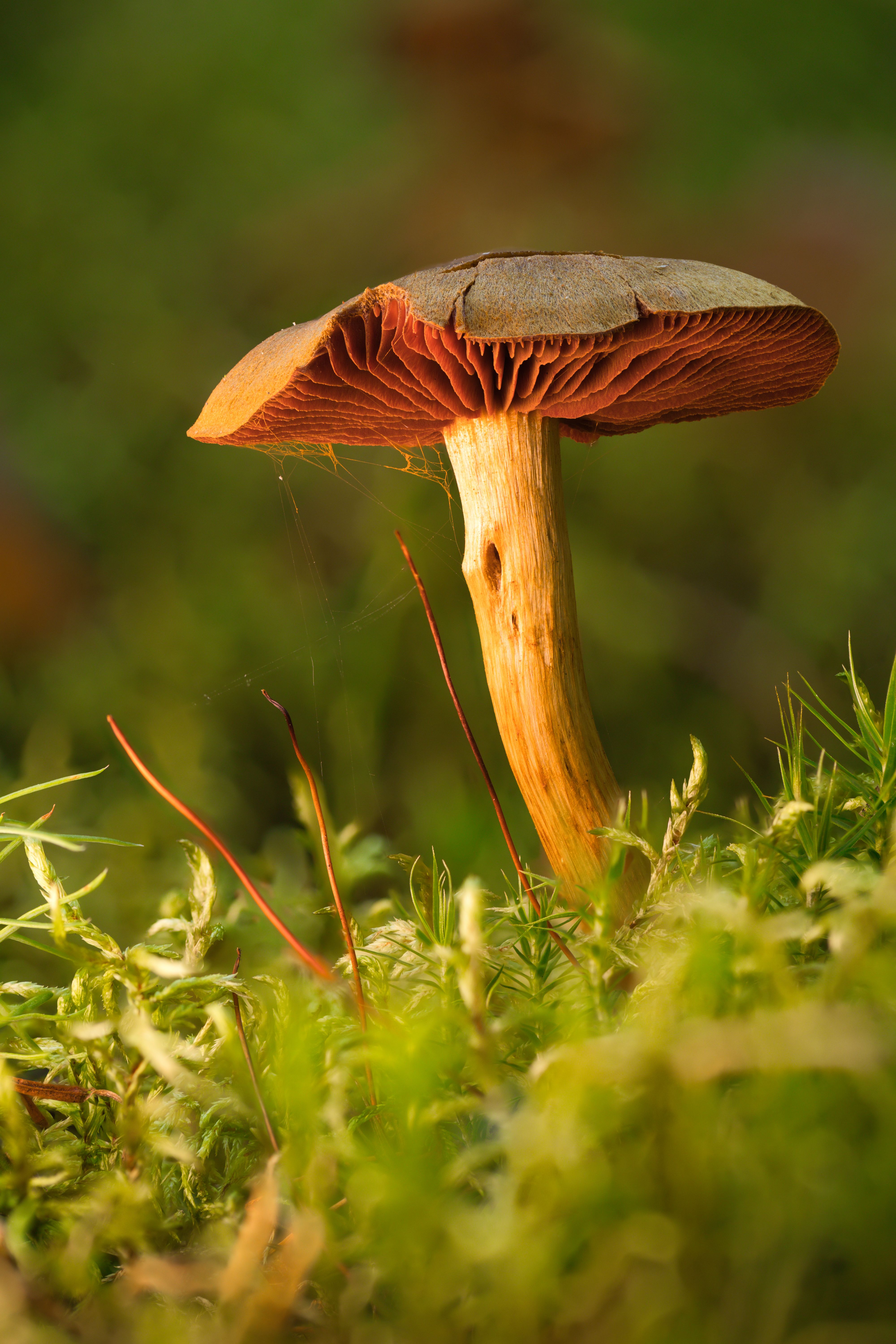 Primer Plano De Un Hongo Silvestre En El Bosque · Foto de stock gratuita
